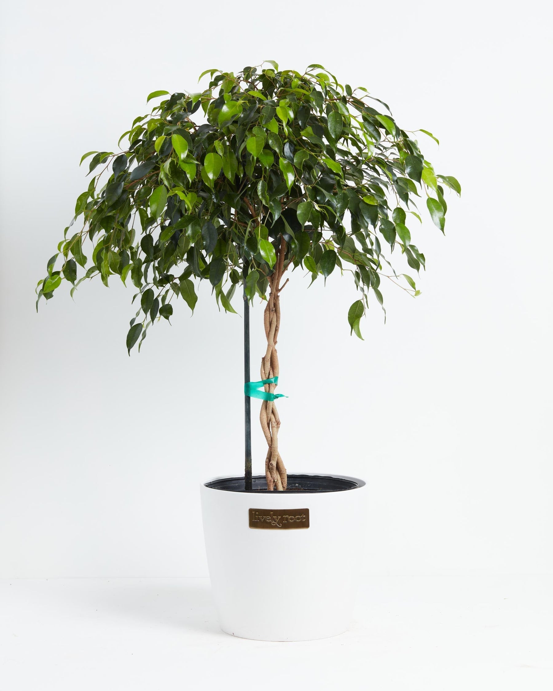Ficus Benjamina Midnight Braid | Indoor Plants | Lively Root