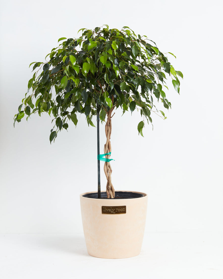 Ficus Benjamina Midnight Braid | Indoor Plants | Lively Root