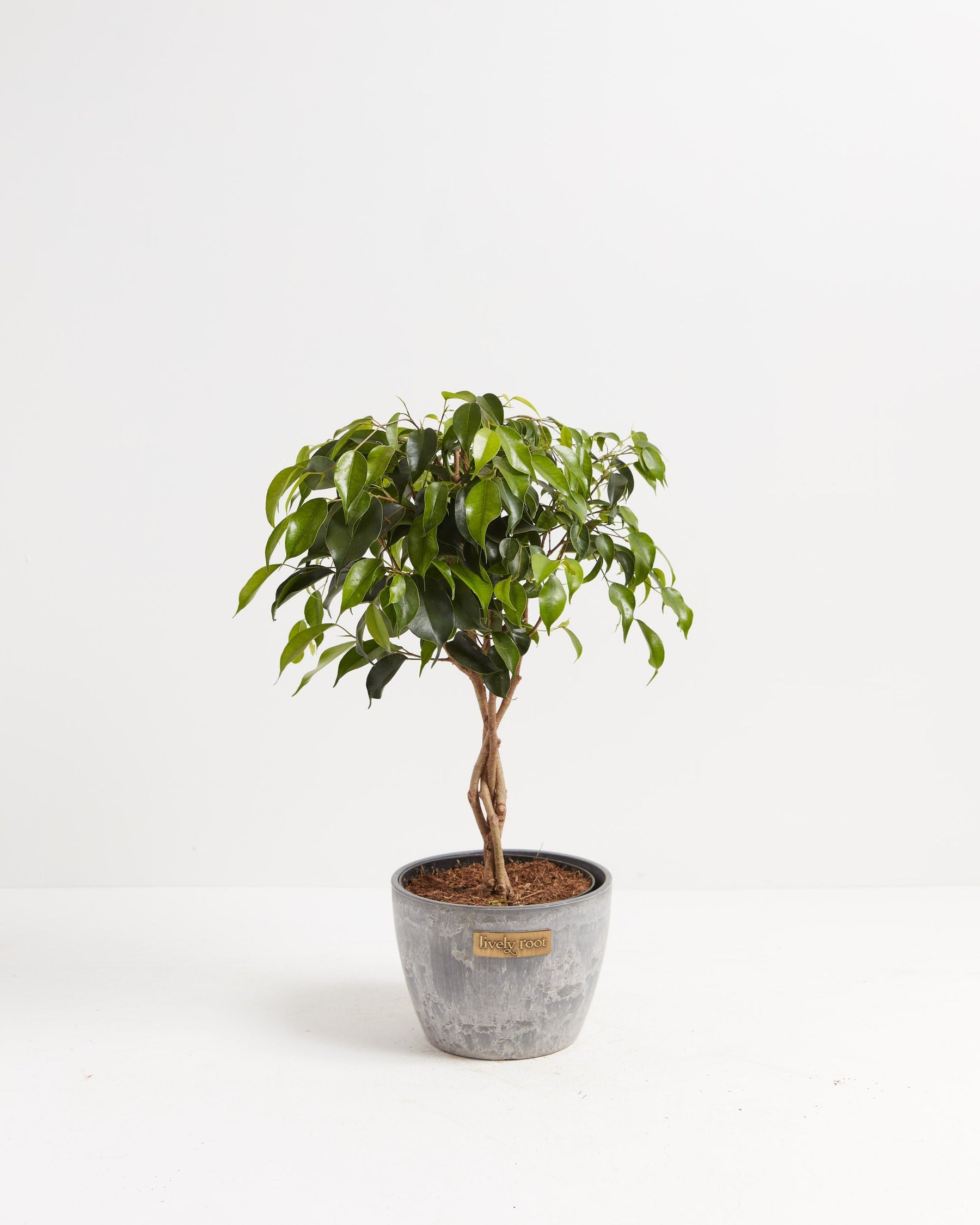 Ficus Benjamina Midnight Braid | Indoor Plants | Lively Root