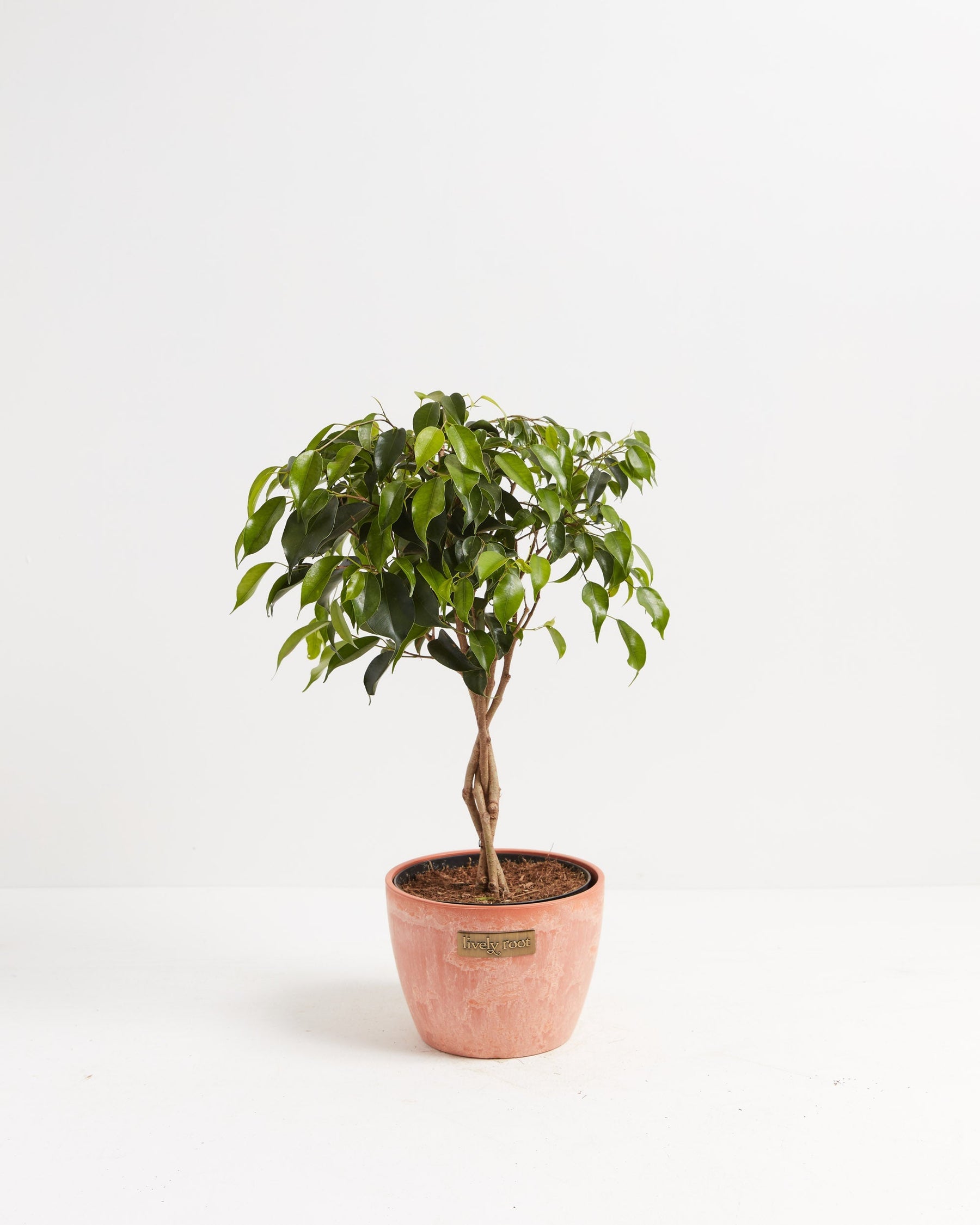 Ficus Benjamina Midnight Braid | Indoor Plants | Lively Root