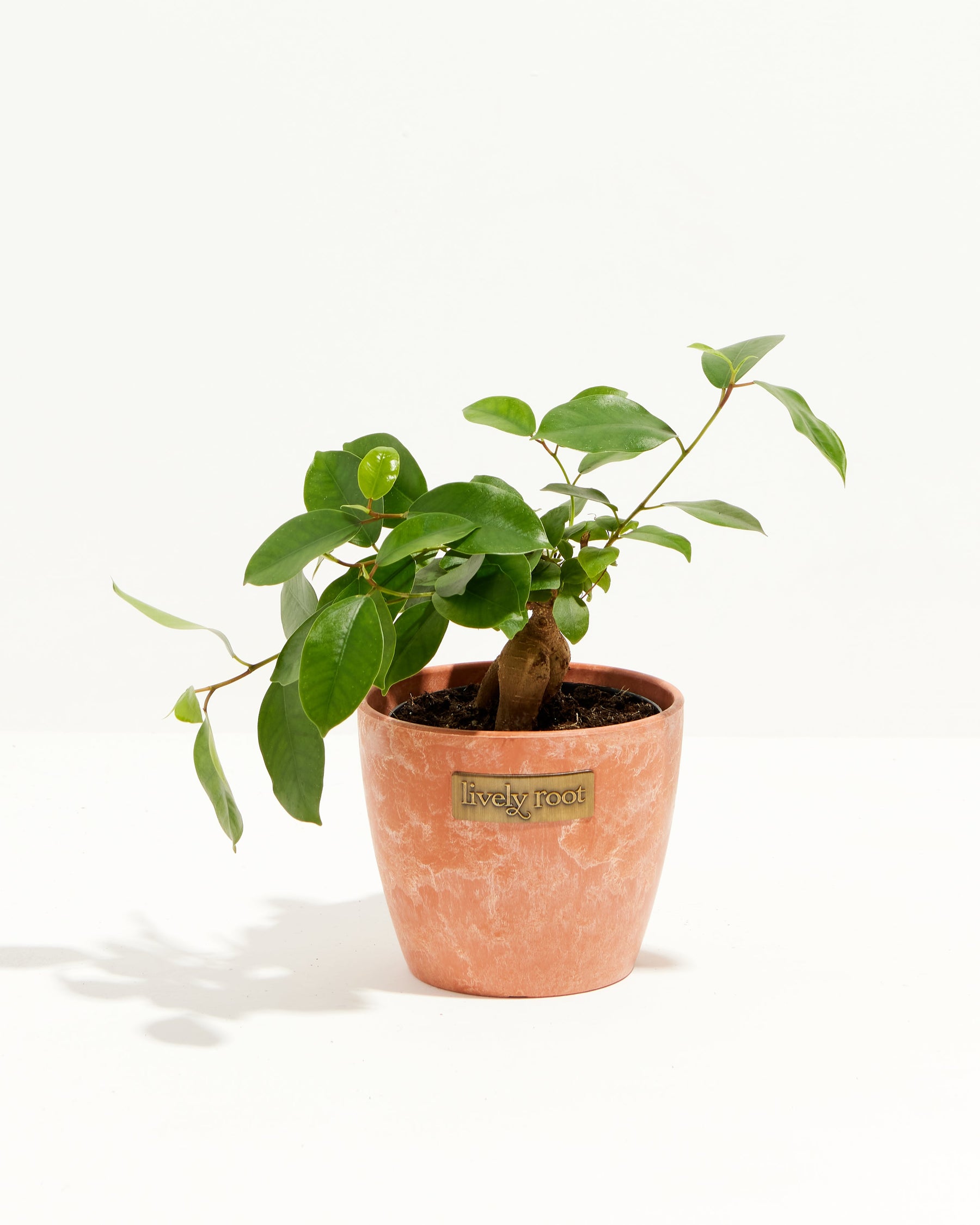 Ficus Benjamina Midnight Braid | Indoor Plants | Lively Root