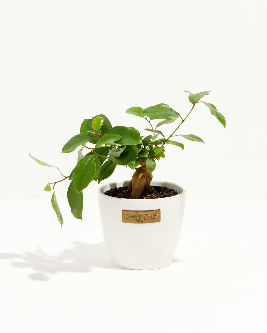 Ficus Benjamina Midnight Braid | Indoor Plants | Lively Root