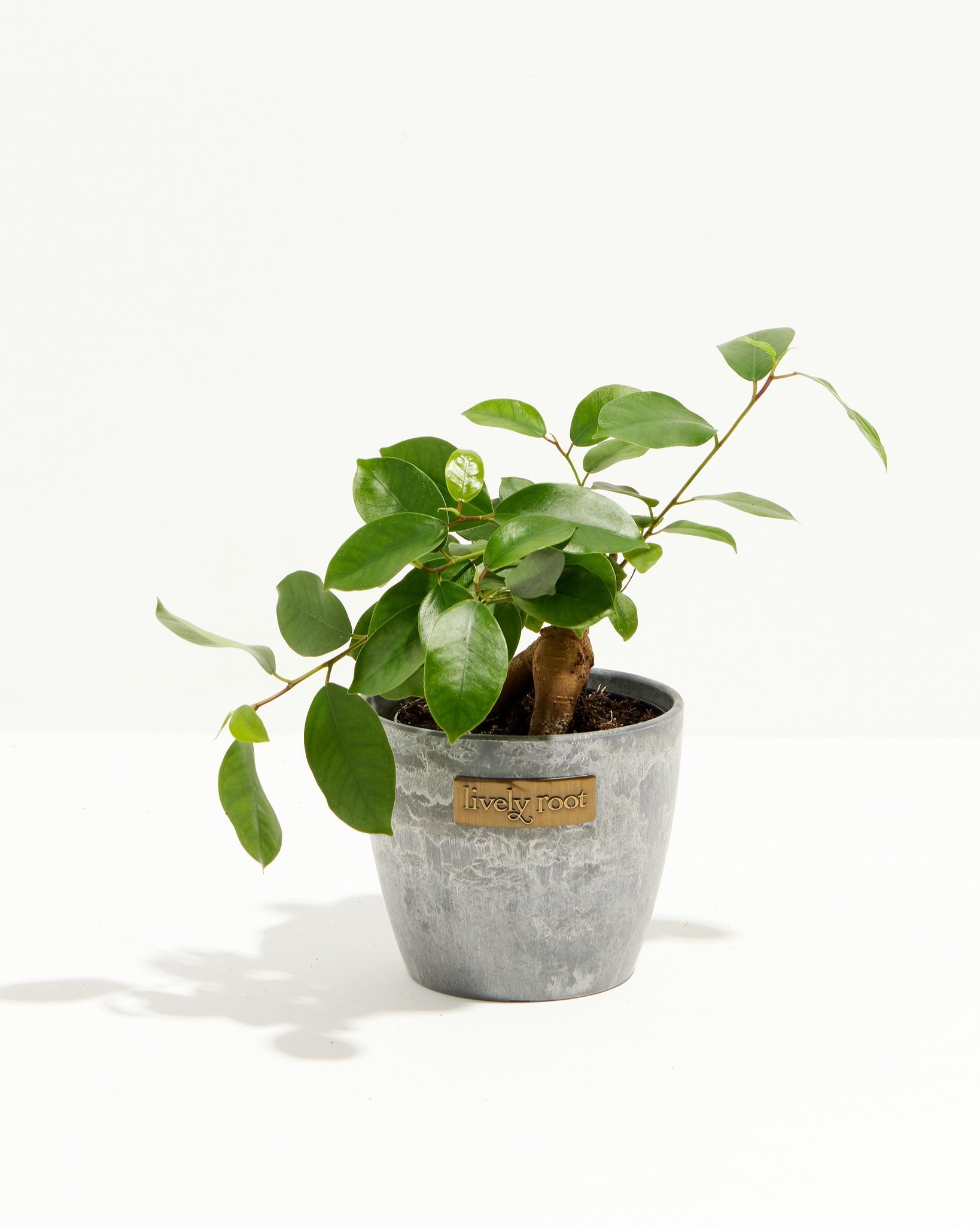Ficus Benjamina Midnight Braid | Indoor Plants | Lively Root