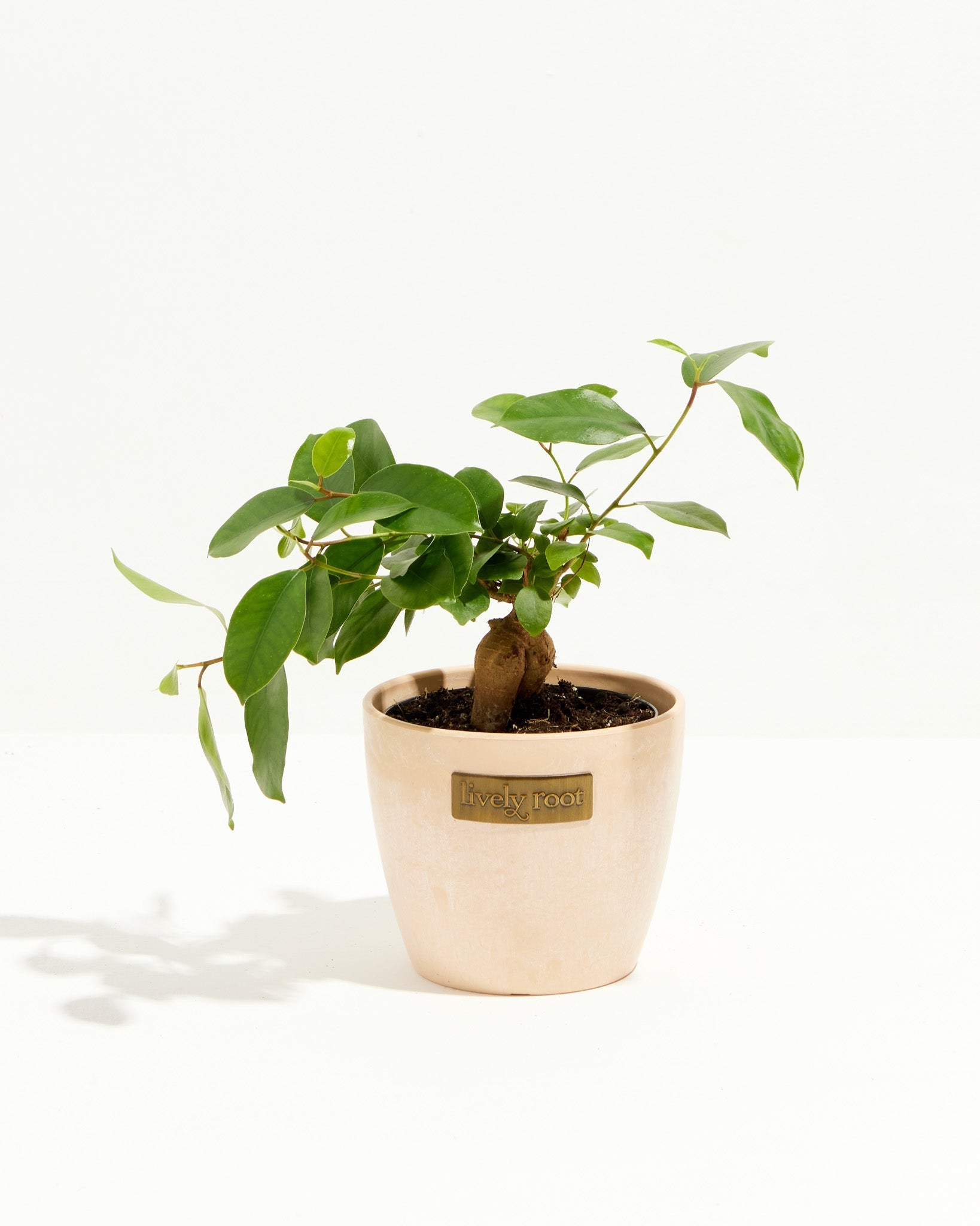 Ficus Benjamina Midnight Braid | Indoor Plants | Lively Root