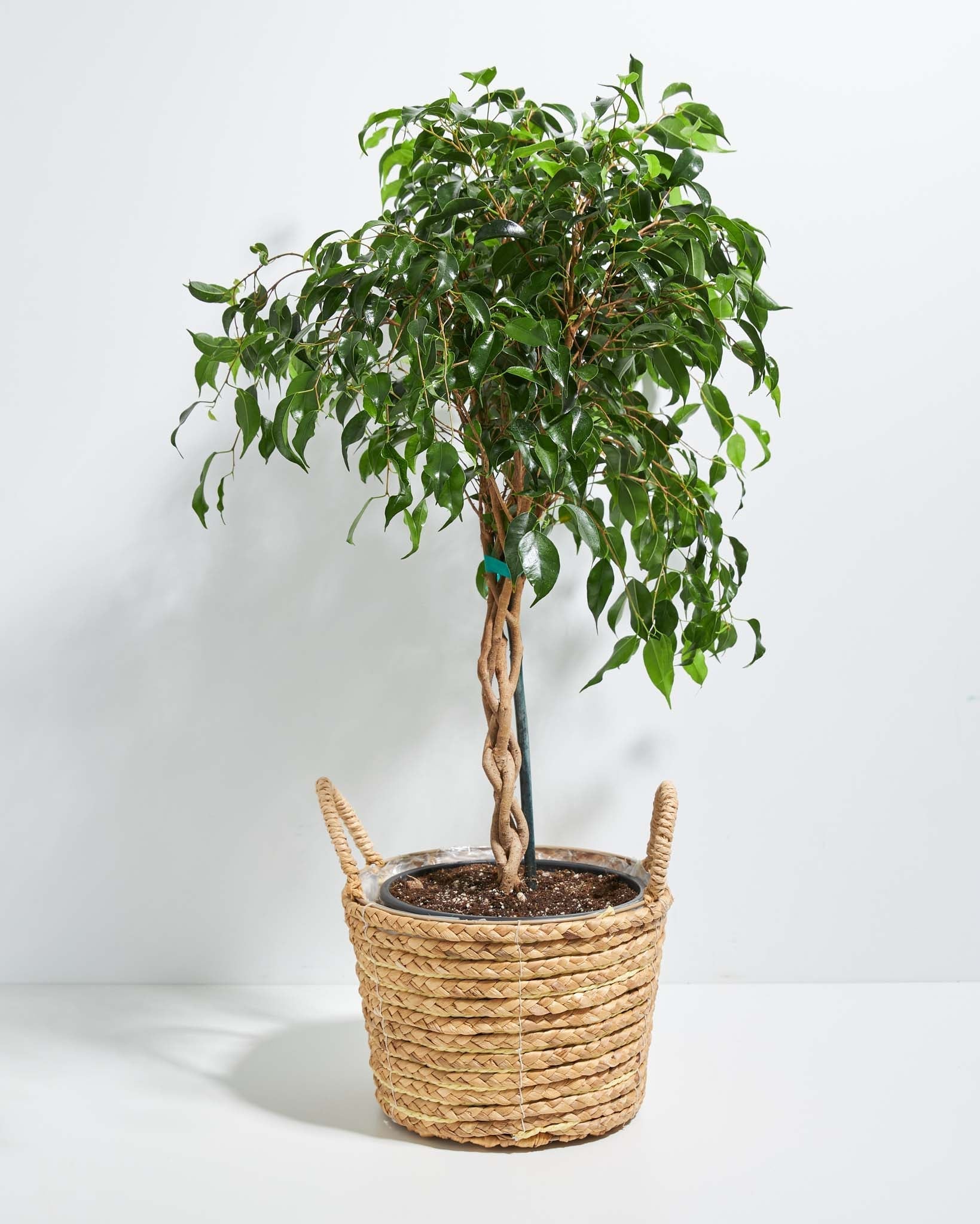 Ficus Benjamina Midnight Braid | Indoor Plants | Lively Root
