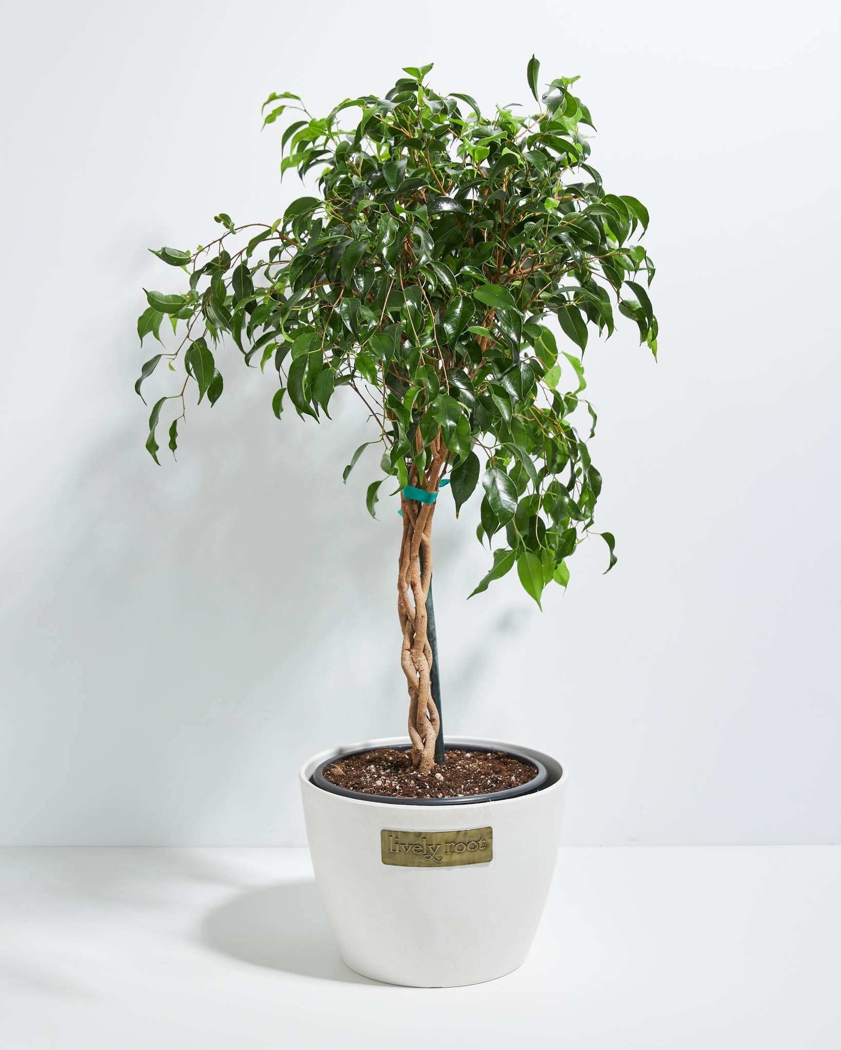 Ficus Benjamina Midnight Braid | Indoor Plants | Lively Root