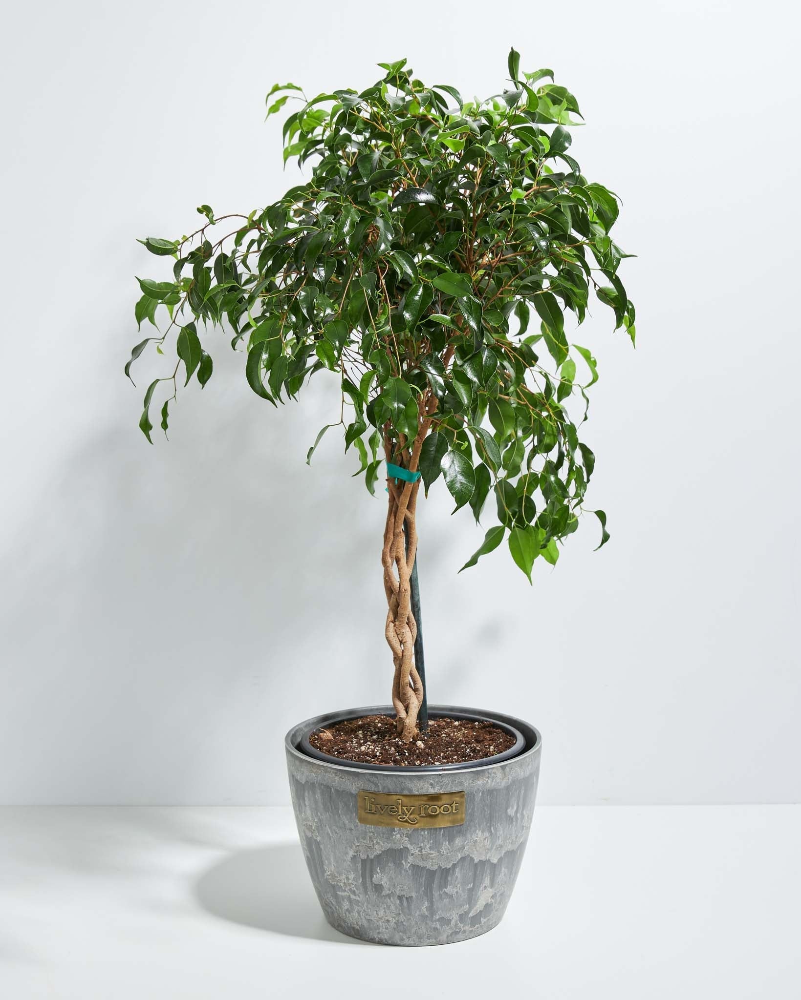Ficus Benjamina Midnight Braid | Indoor Plants | Lively Root