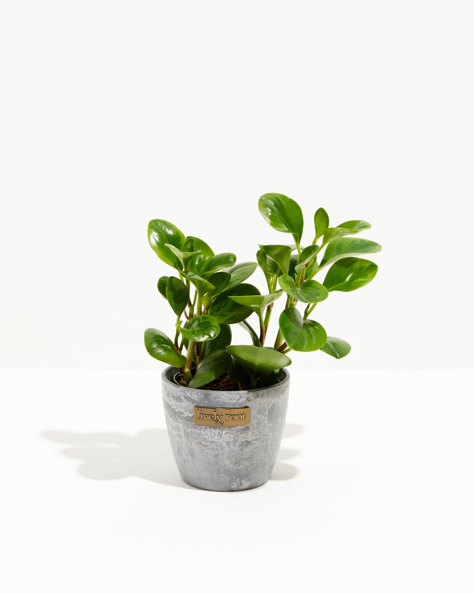 Peperomia Lemon Lime For Sale Including Care Guide – Lively Root