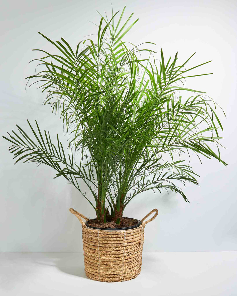 Pygmy Date Palm | Palm Trees | Lively Root