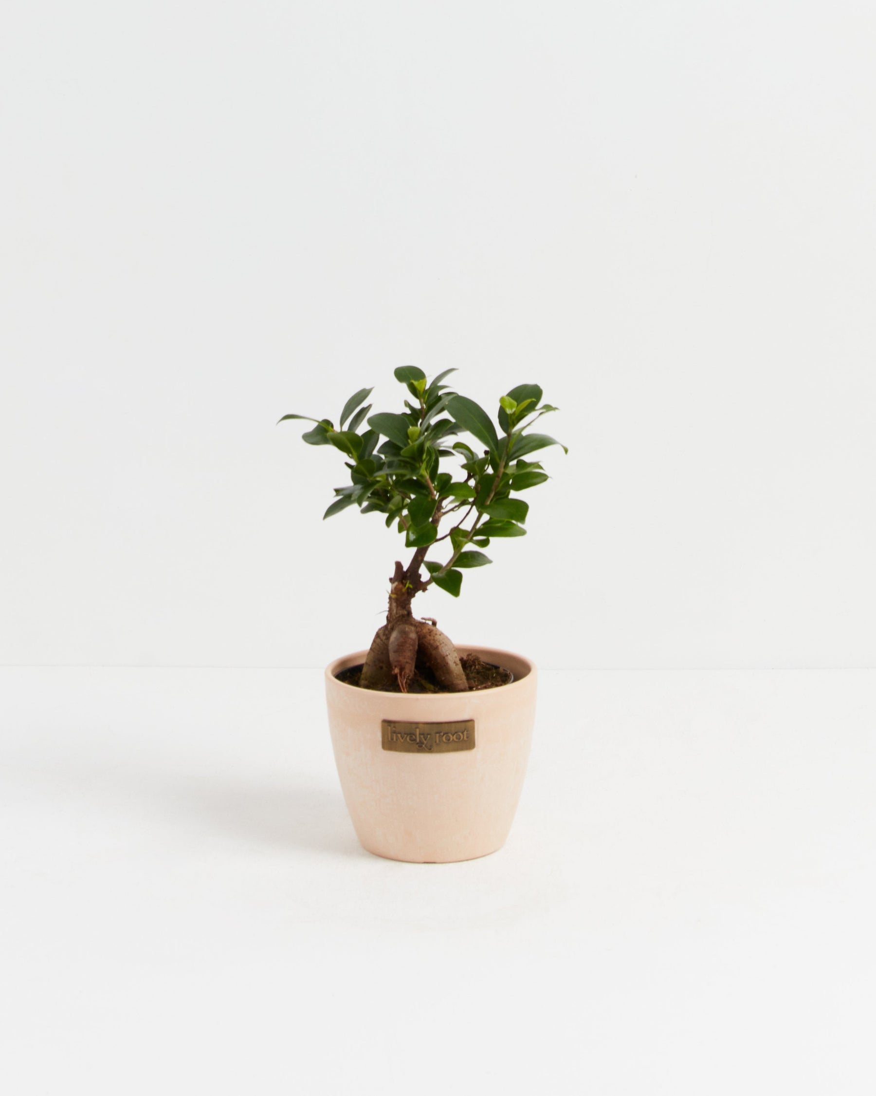 Ficus Ginseng: Add Zen to Your Home or Office | Lively Root