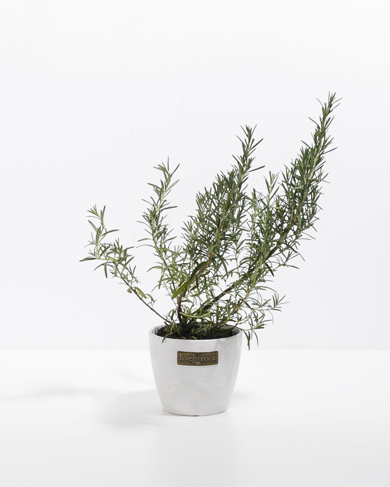 Arp Rosemary | Patio & Landscape Plants | Lively Root