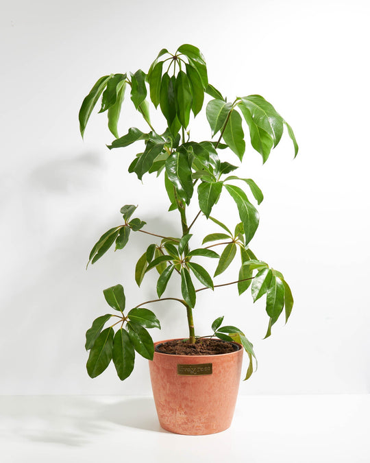 Australian Umbrella Tree | Large Plant Delivery | Lively Root