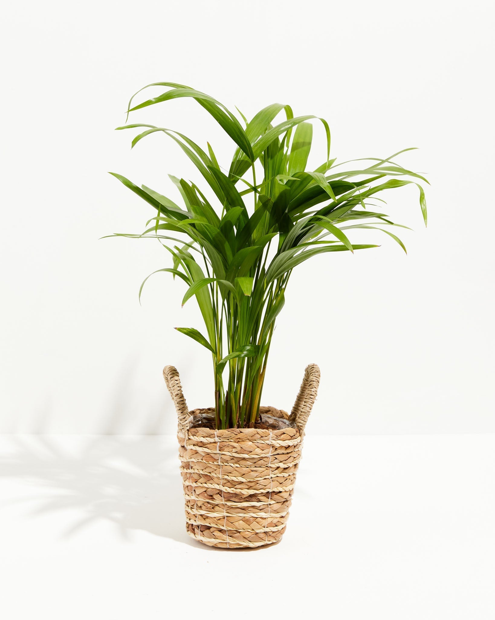 Areca Palm Tree for Sale | Lively Root