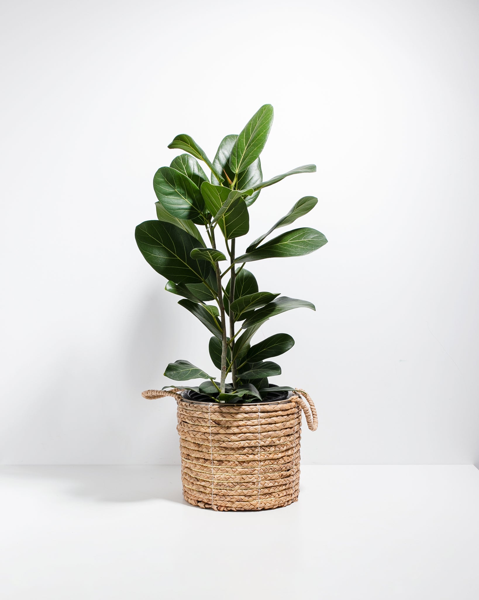Ficus Audrey For Sale, Including Care Guide & Growing Tips