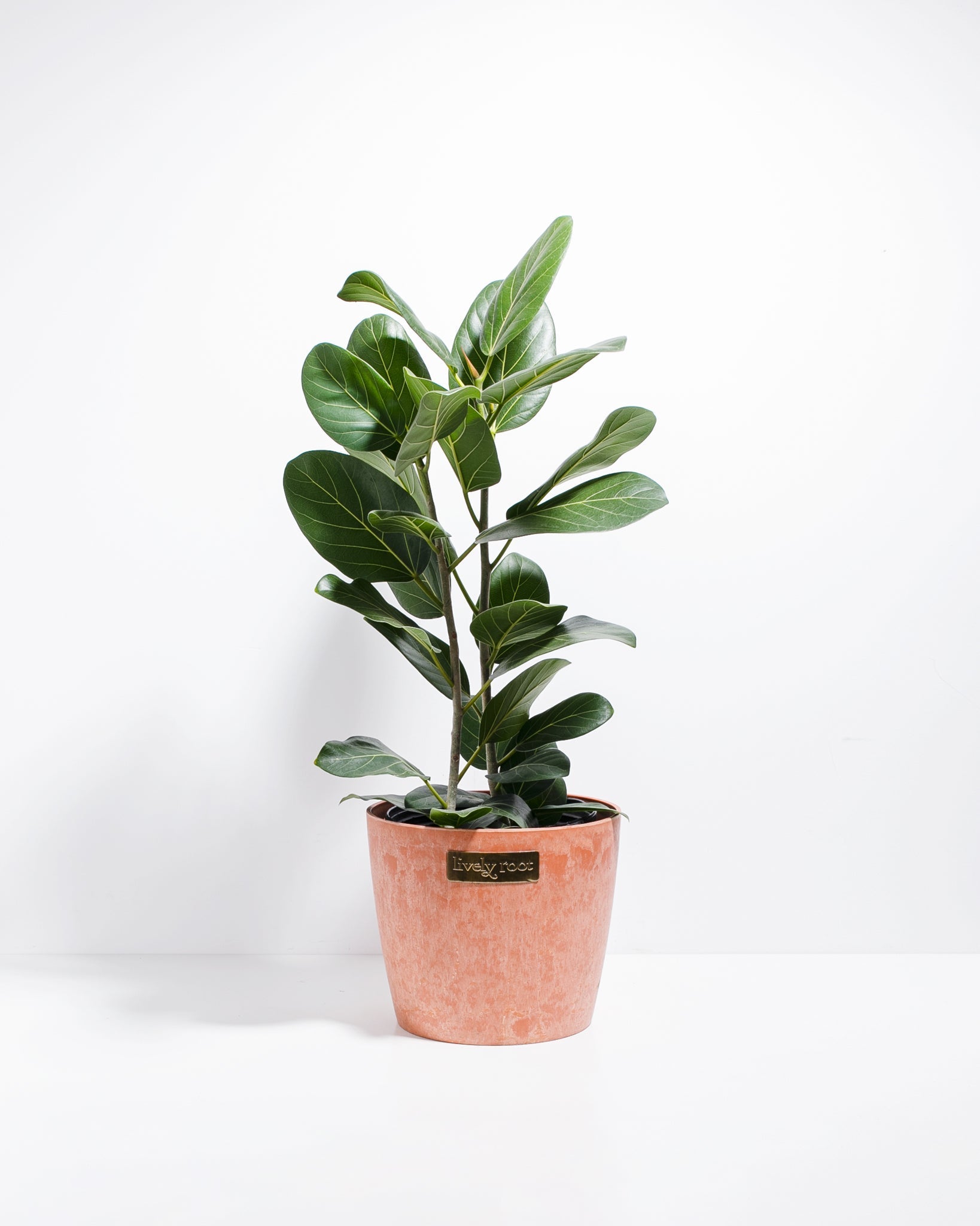 Ficus Audrey For Sale, Including Care Guide & Growing Tips