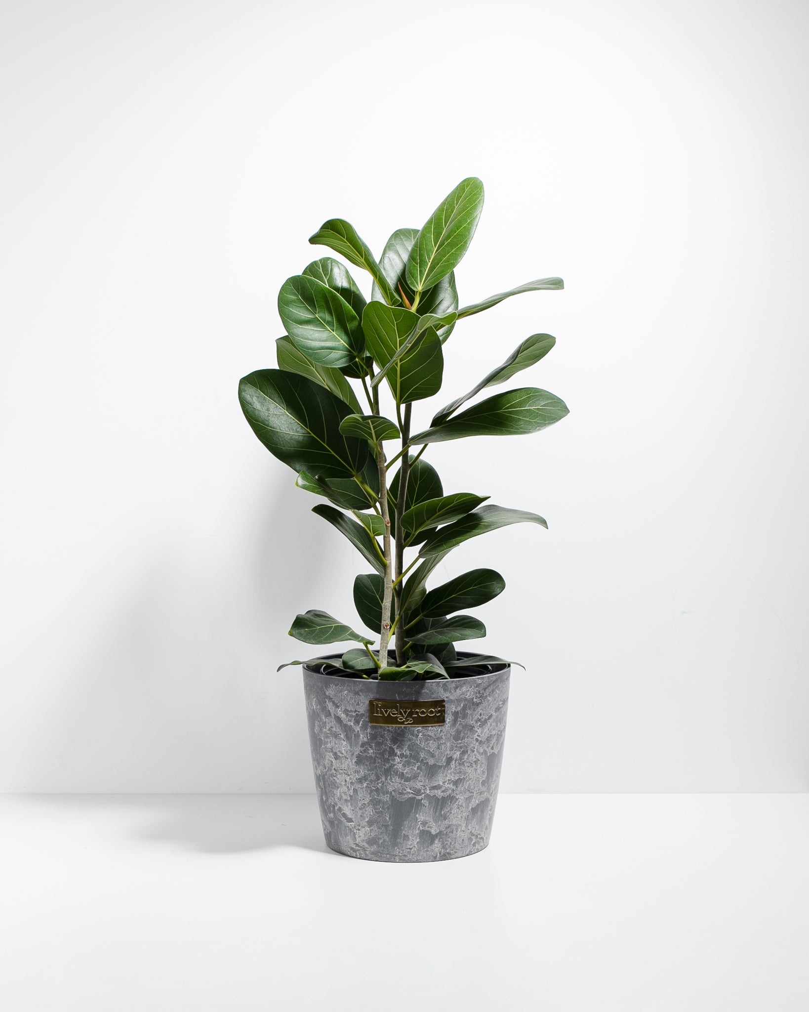 Ficus Audrey For Sale, Including Care Guide & Growing Tips
