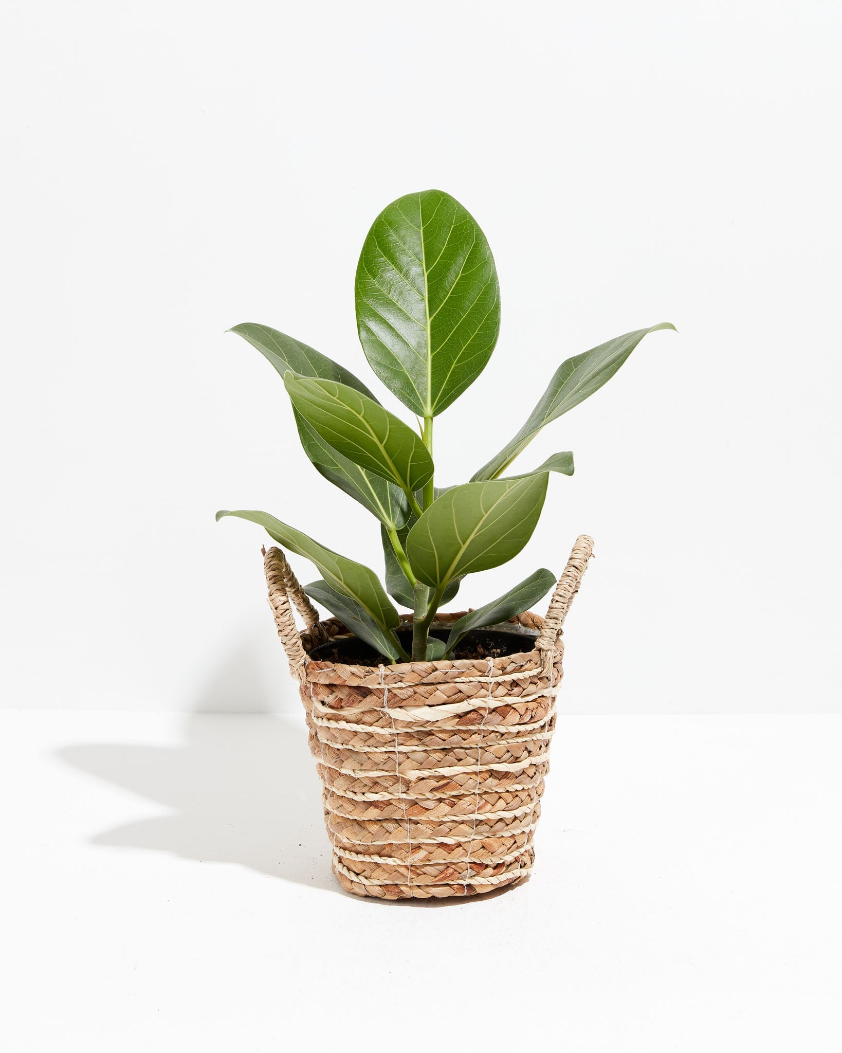 Ficus Audrey For Sale, Including Care Guide & Growing Tips