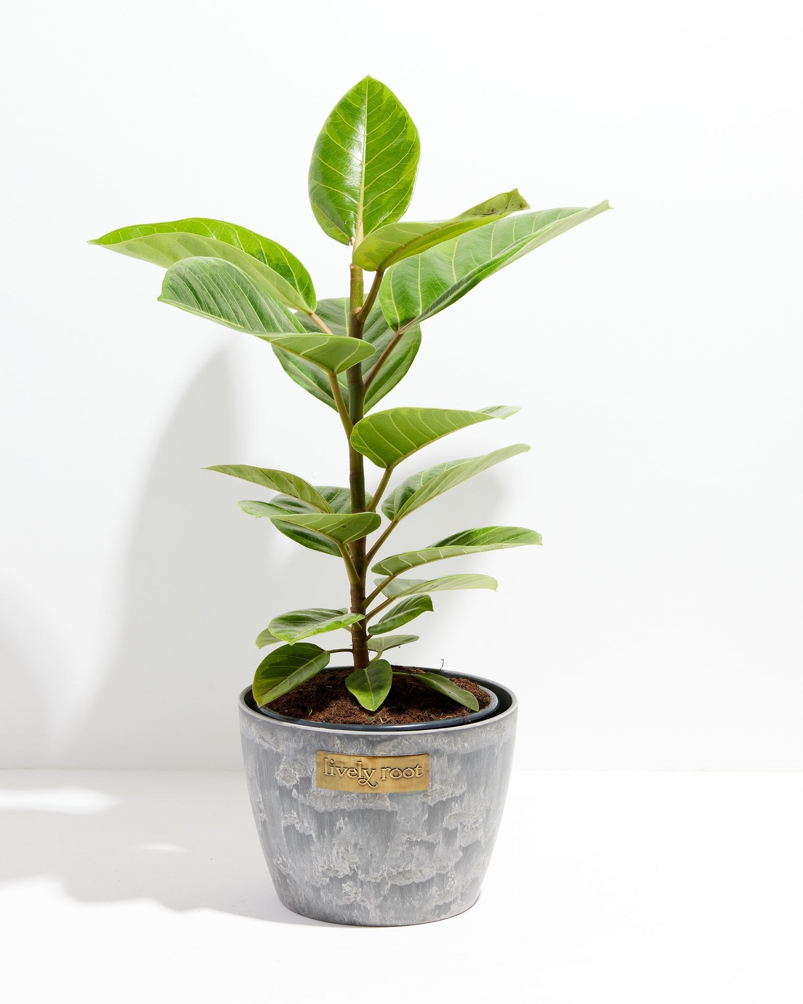 Ficus Audrey For Sale, Including Care Guide & Growing Tips