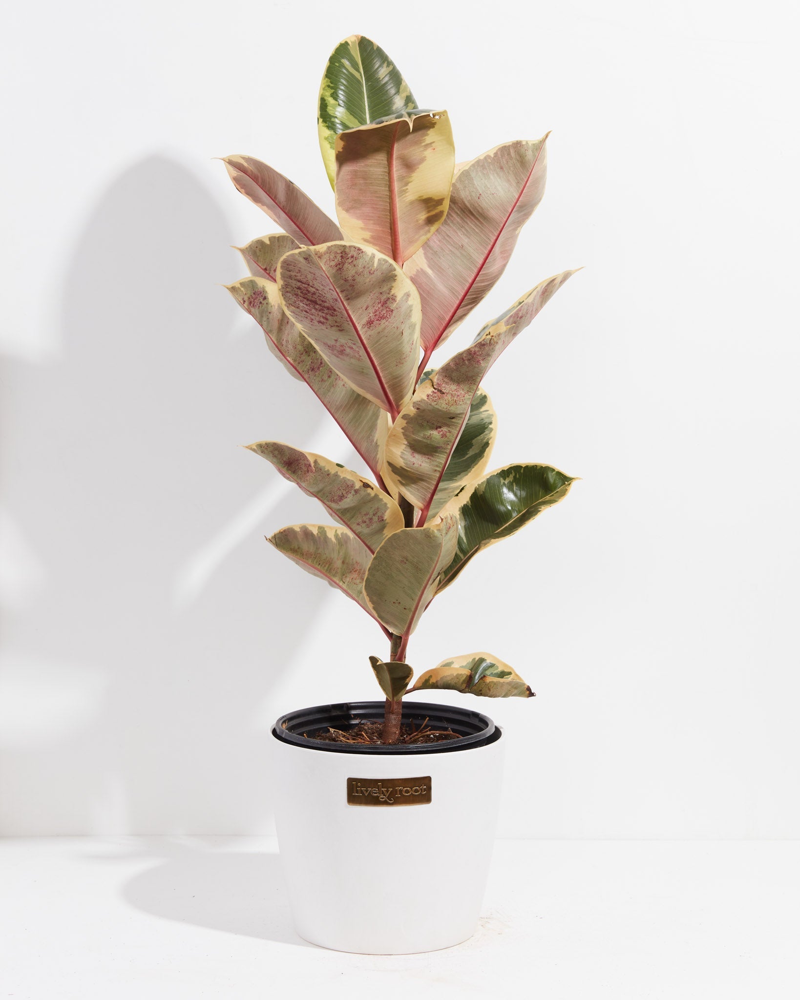 Ficus Tineke for Sale Including Care Guide & Growing Tips