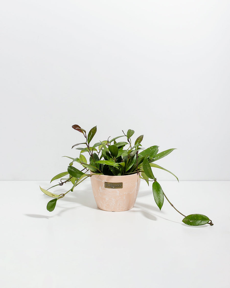 Hoya Pubicalyx Splash For Sale Including Care Guide