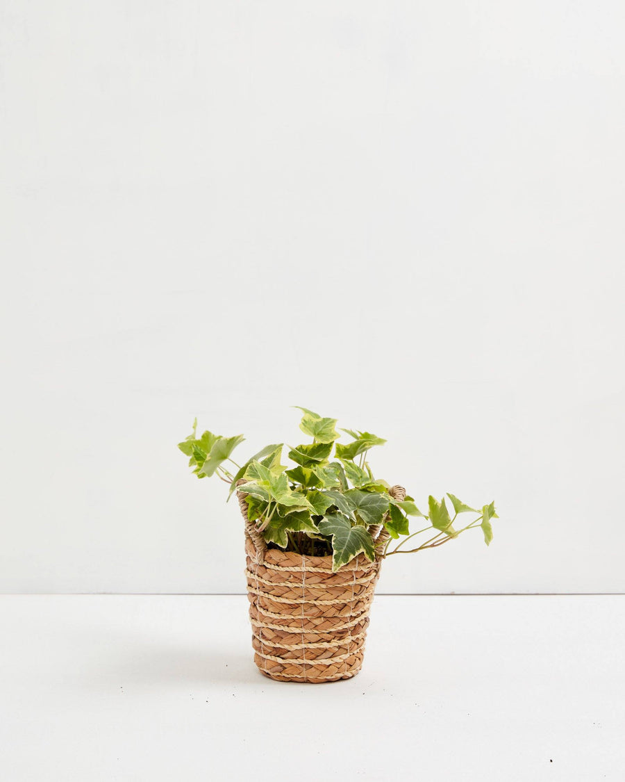 English Ivy Gold Child | Hanging & Climber Plants | Lively Root