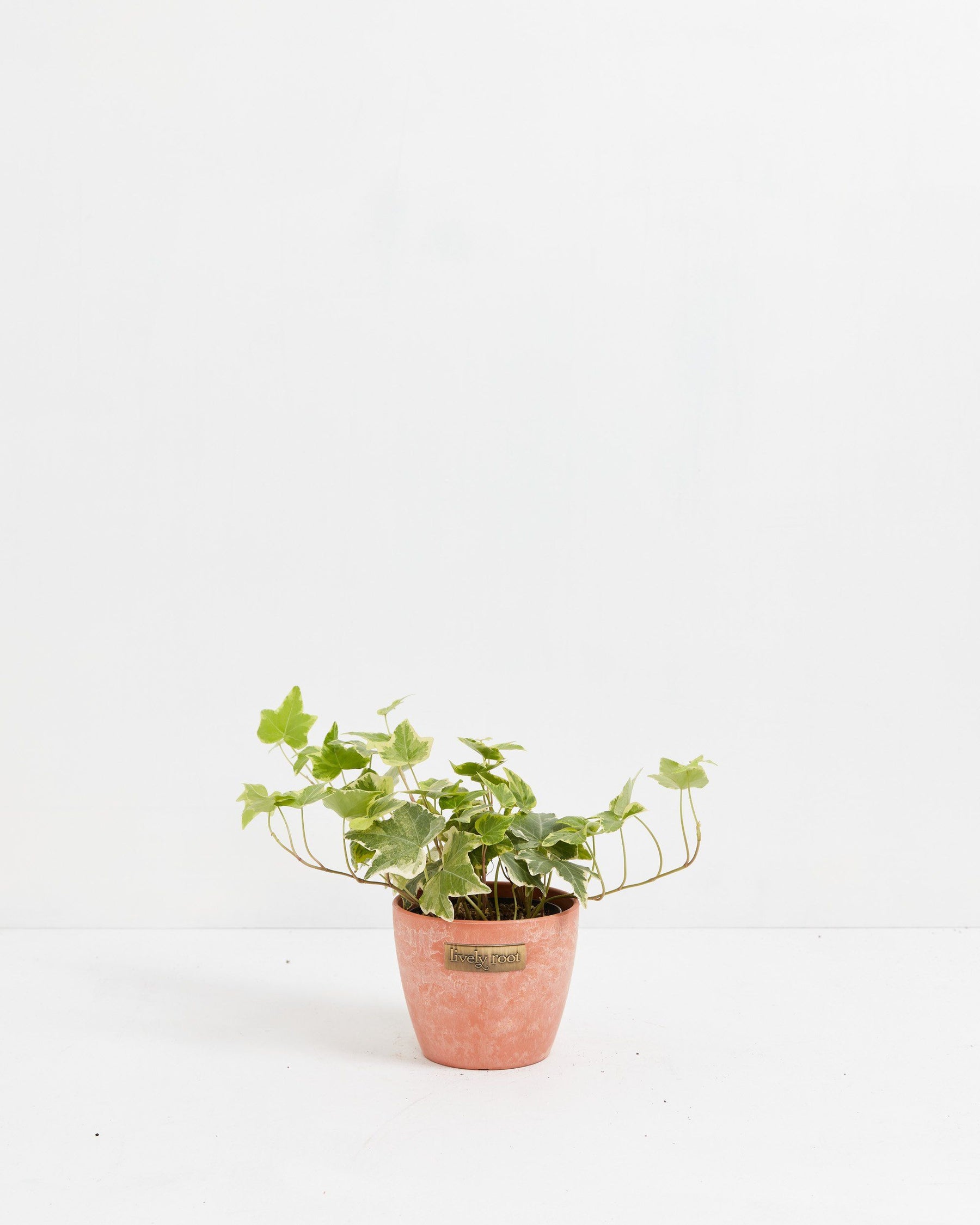 English Ivy Gold Child | Hanging & Climber Plants | Lively Root