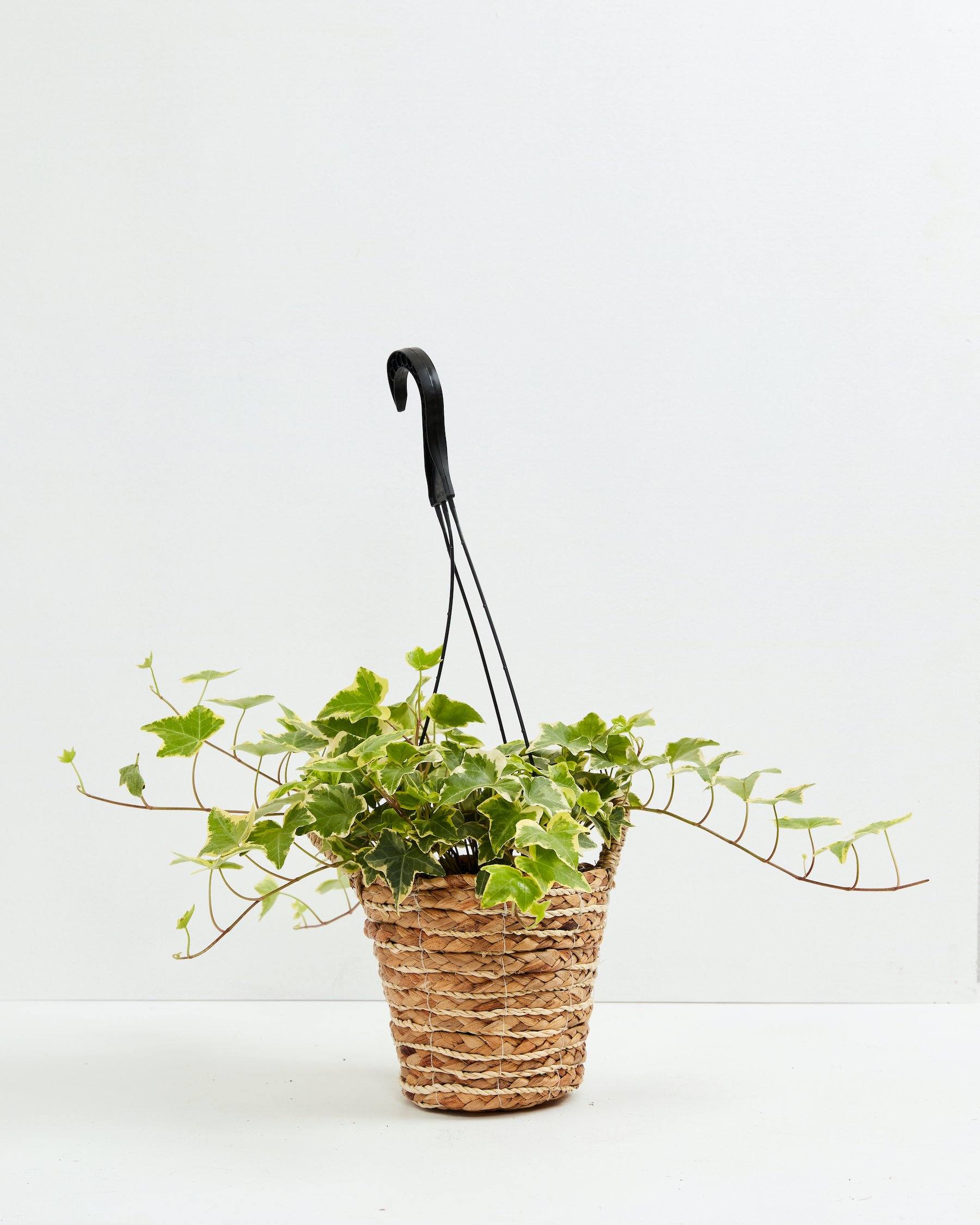 English Ivy Gold Child | Hanging & Climber Plants | Lively Root