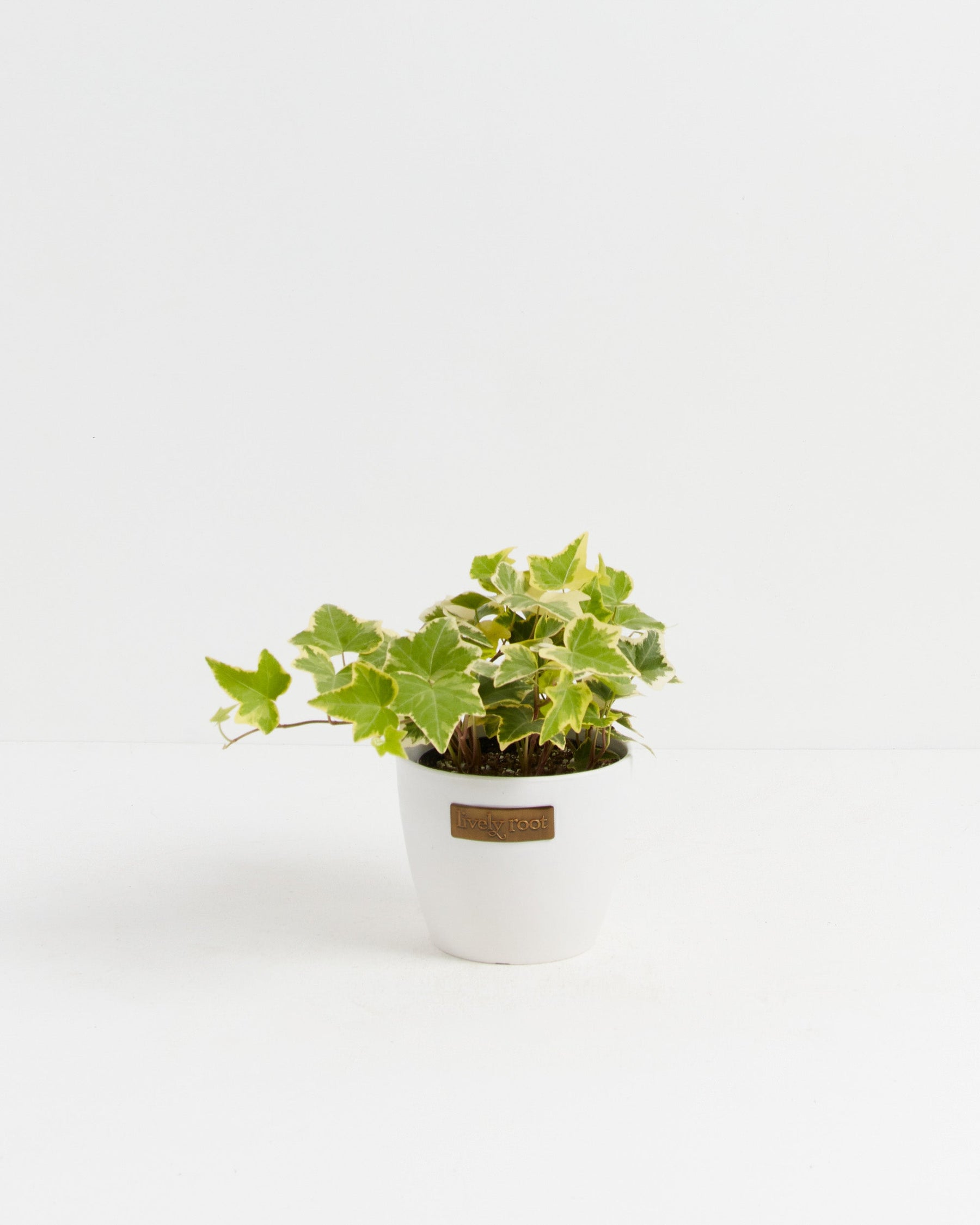 English Ivy Gold Child | Hanging & Climber Plants | Lively Root
