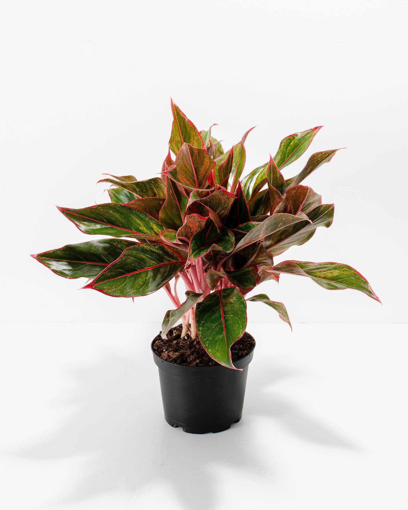 Aglaonema Red Siam For Sale Including Care Guide