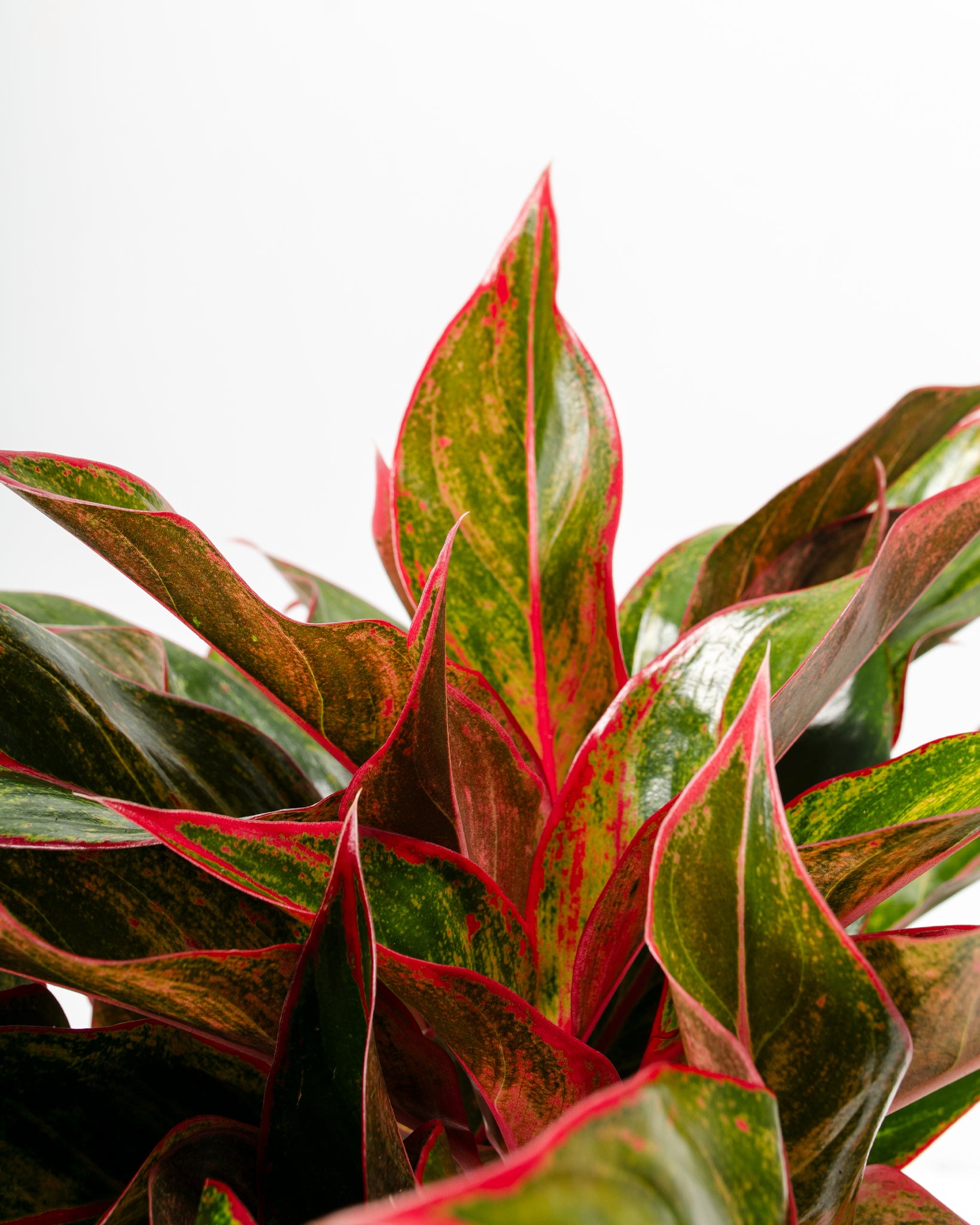 Aglaonema Red Siam For Sale Including Care Guide