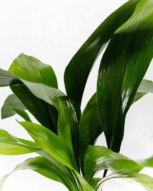 Order Live Plants Online | Live Plants for Sale | Lively Root