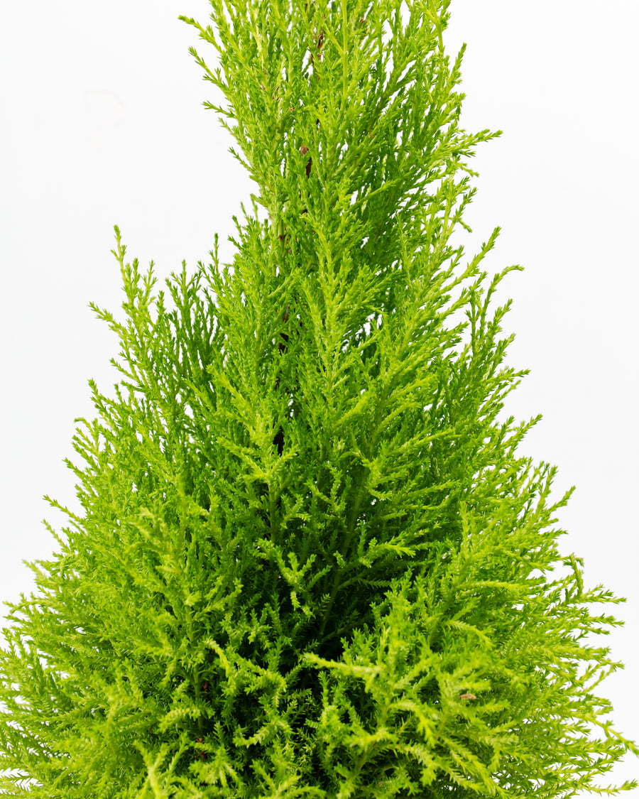 Lemon Cypress Tree | Holiday Plants | Lively Root
