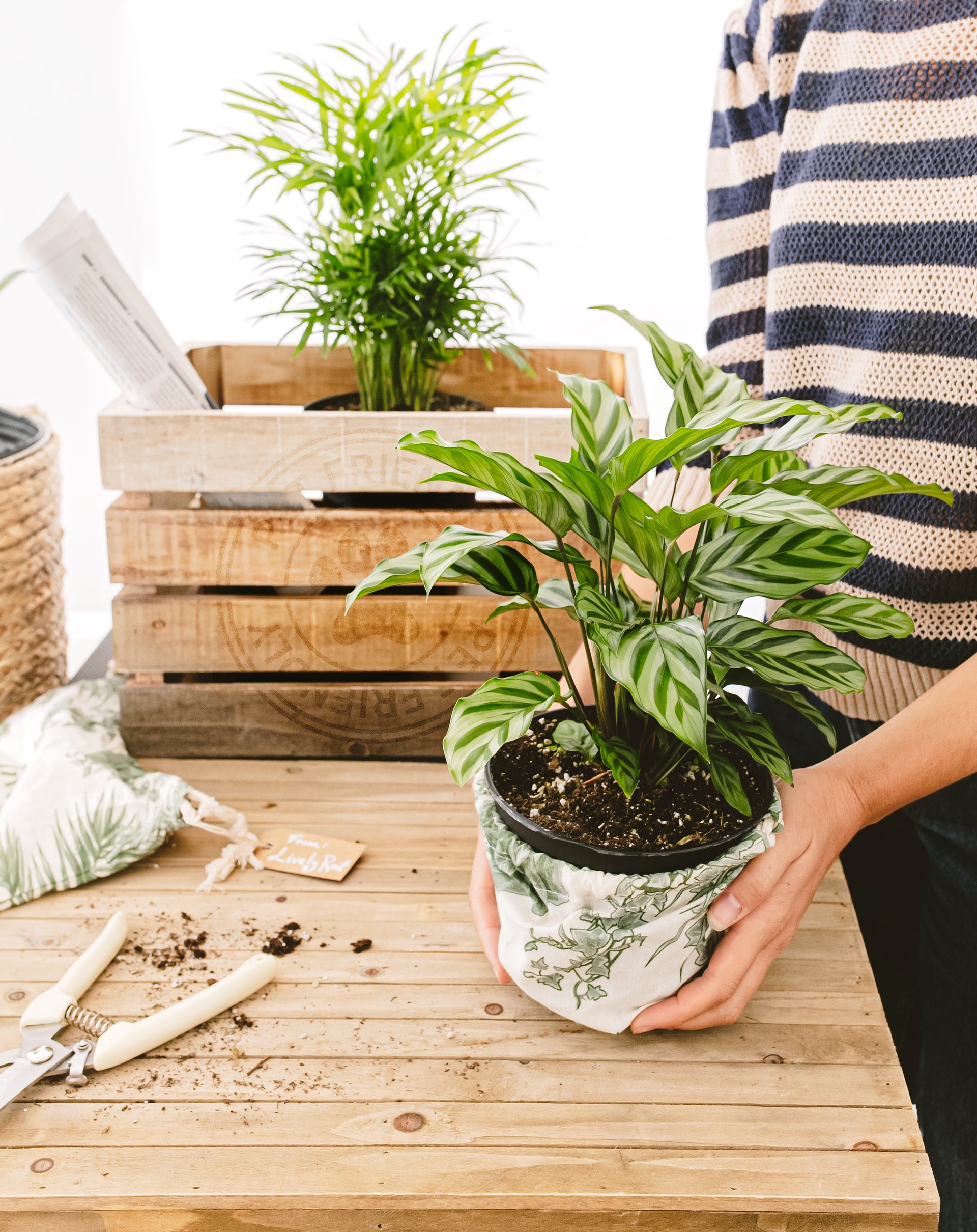 Money Tree Light Requirements: Understanding Their Needs
