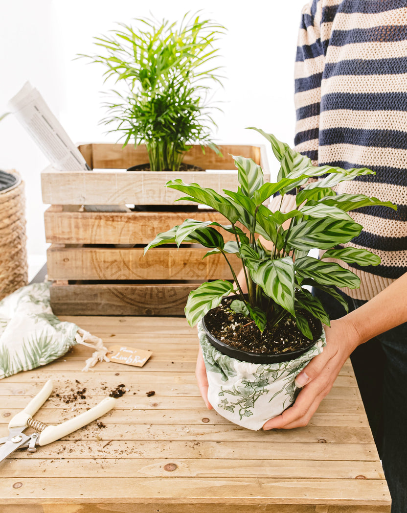 Best Indoor Plants | House Plants & Indoor Trees | Lively Root