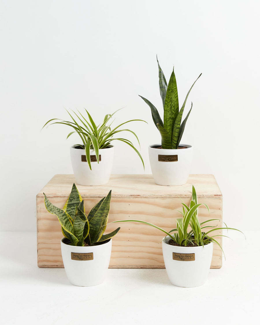 Snakes and Spiders | Plant Bundles for Delivery | Lively Root