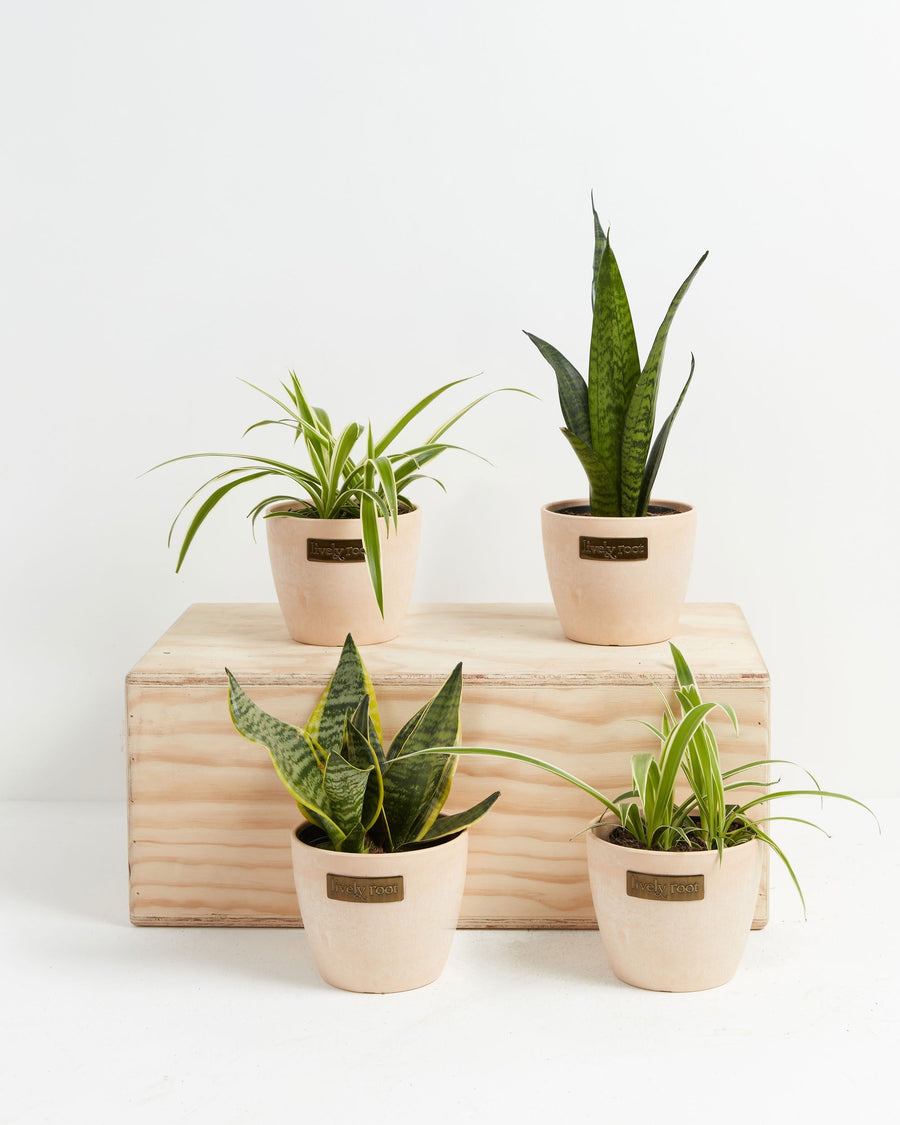 Snakes and Spiders | Plant Bundles for Delivery | Lively Root