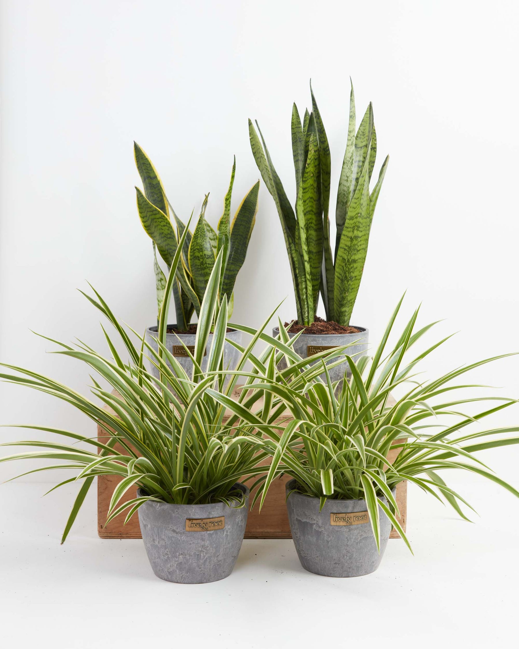 Snakes and Spiders | Plant Bundles for Delivery | Lively Root