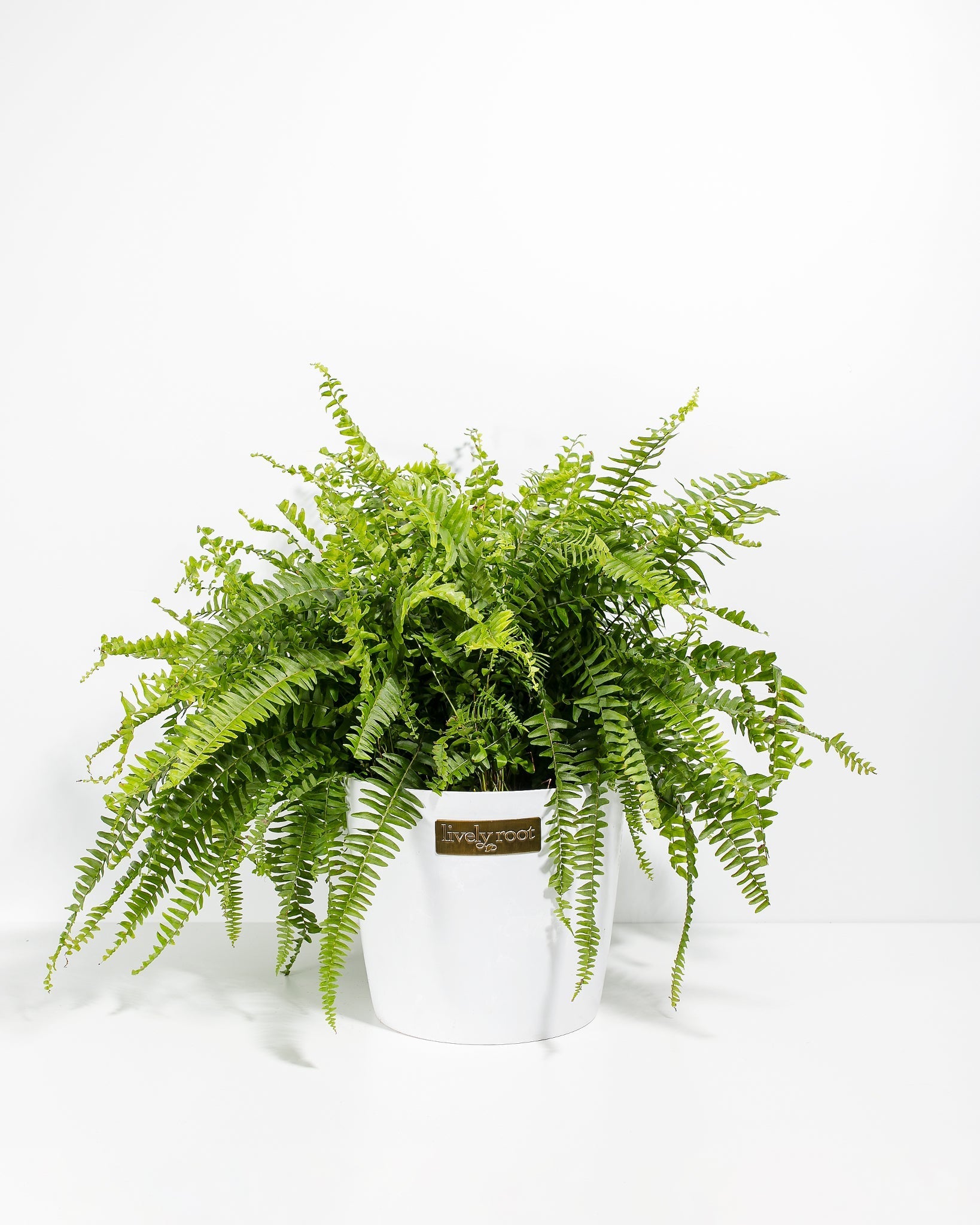 Boston Fern Plant | Ferns for Sale | Including Care Guide
