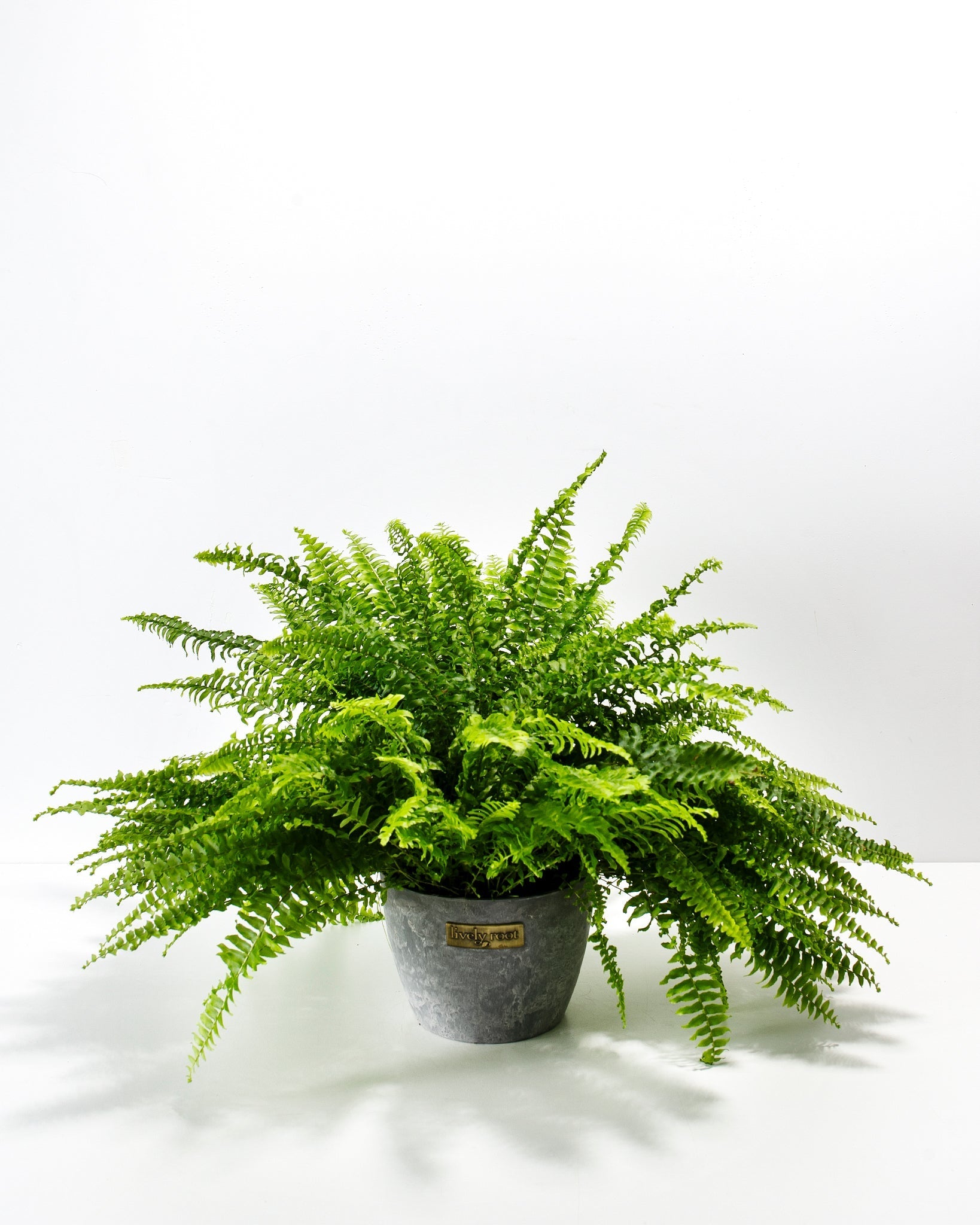 Boston Fern Plant | Ferns for Sale | Including Care Guide