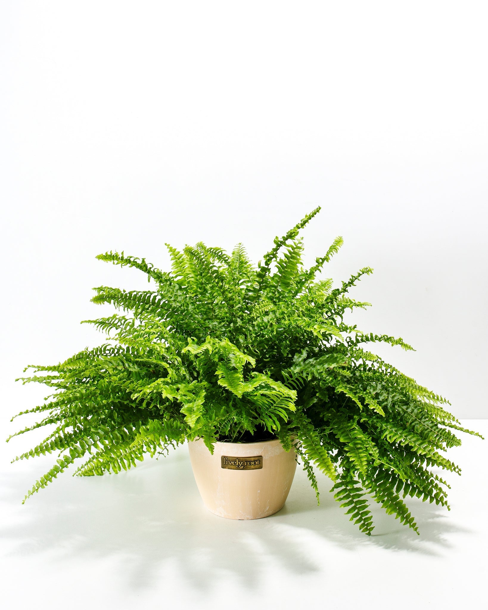 Boston Fern Plant | Ferns for Sale | Including Care Guide