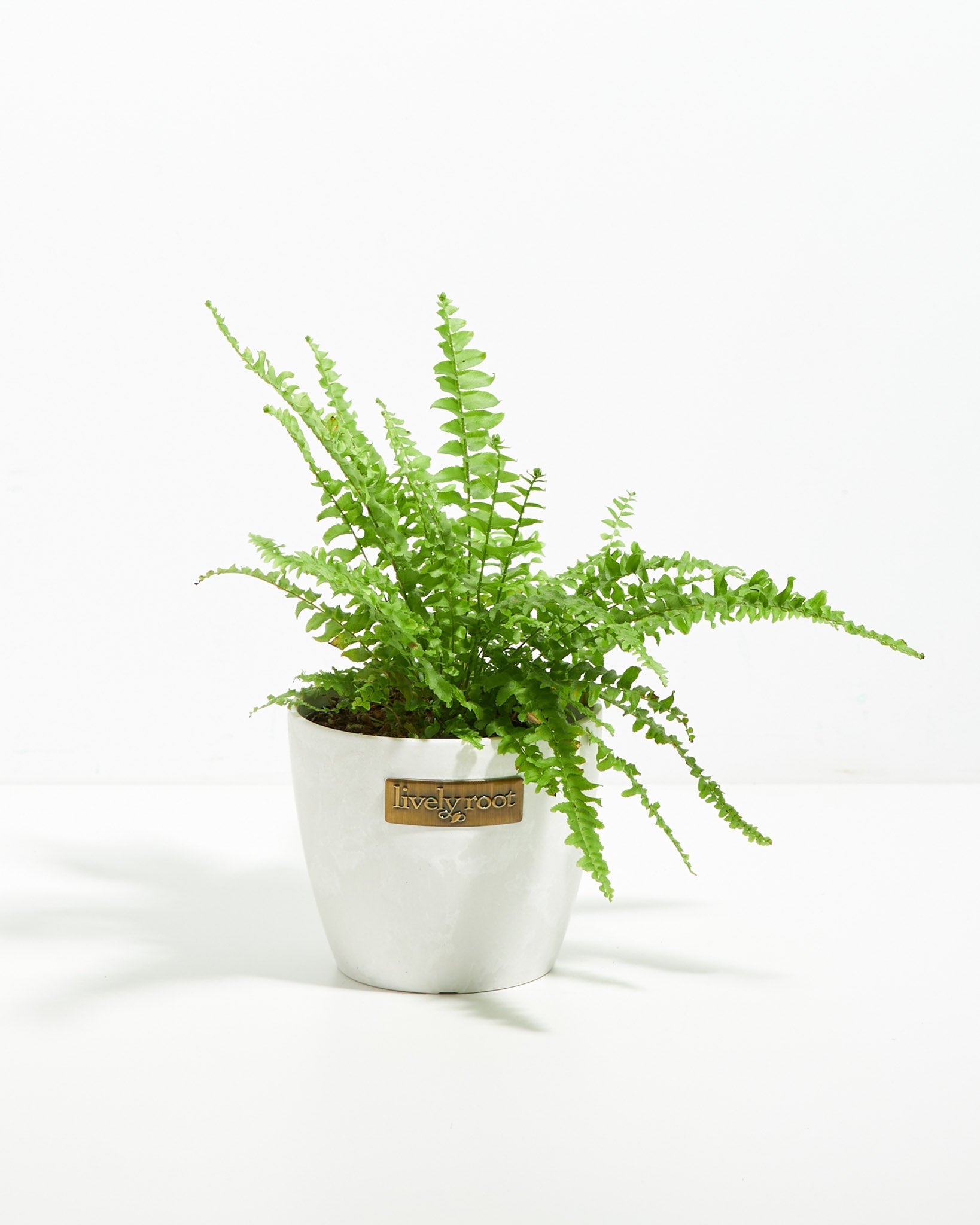 Boston Fern Plant | Ferns for Sale | Including Care Guide