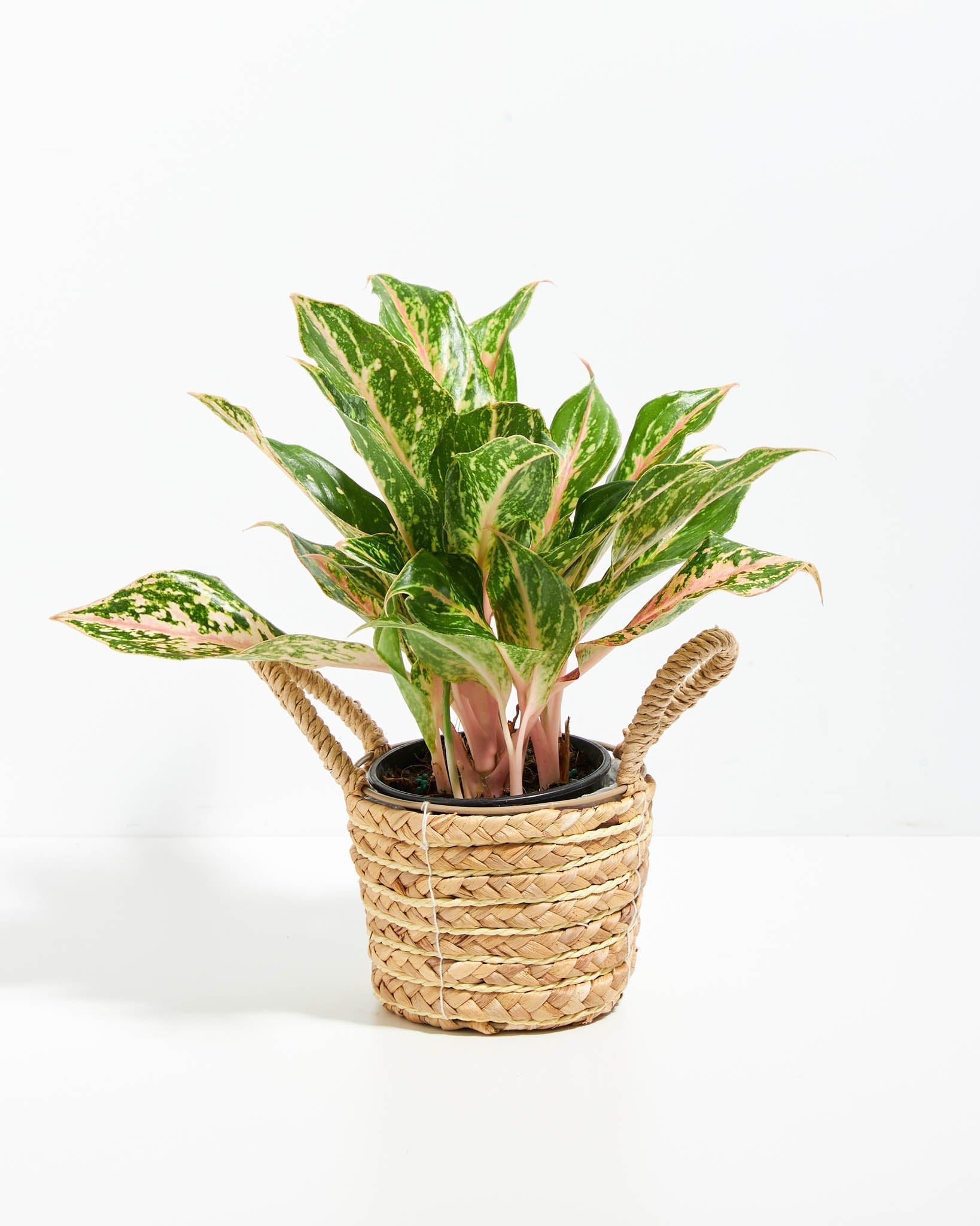 Chinese Evergreen | Indoor Plants | Lively Root