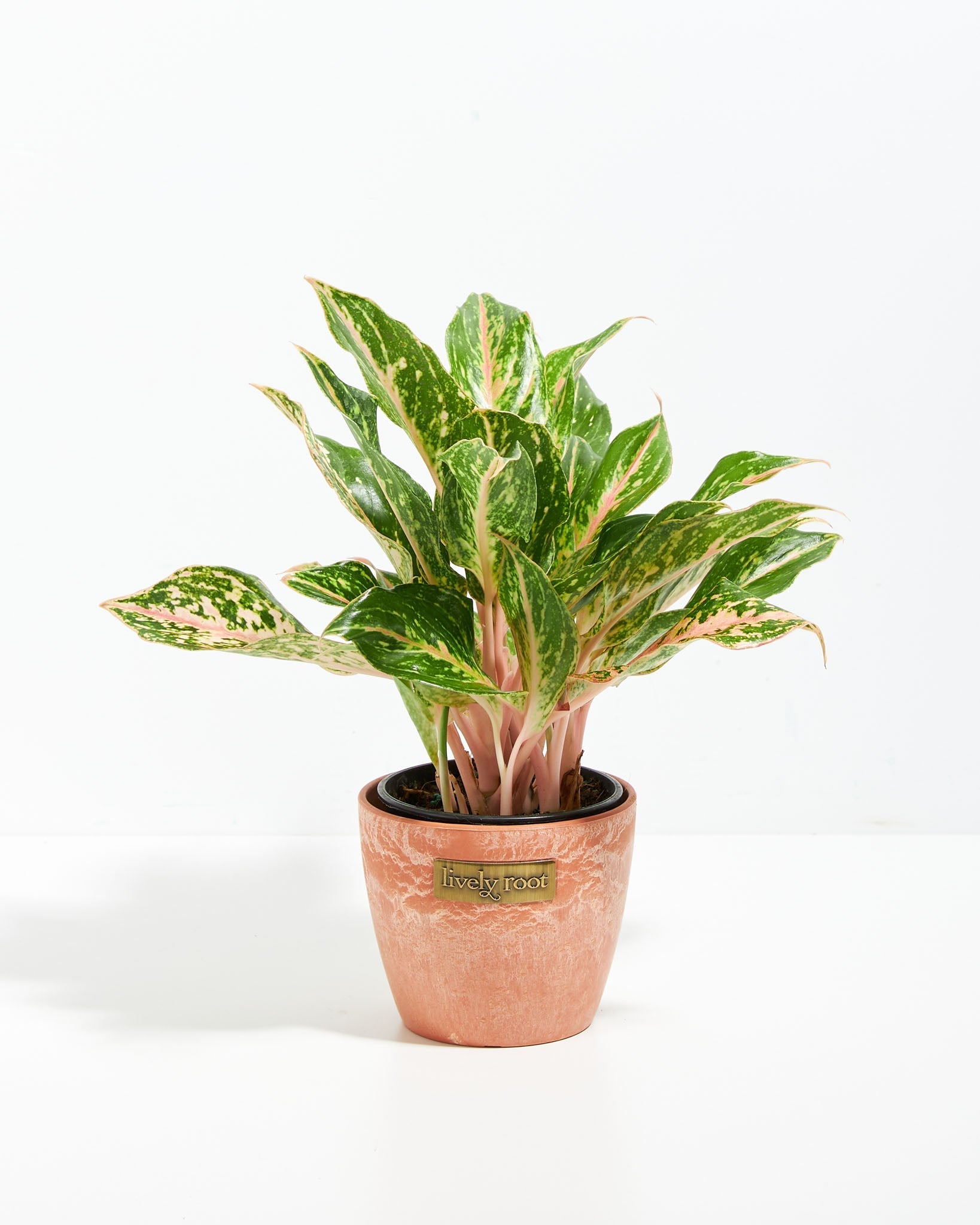 Chinese Evergreen | Indoor Plants | Lively Root