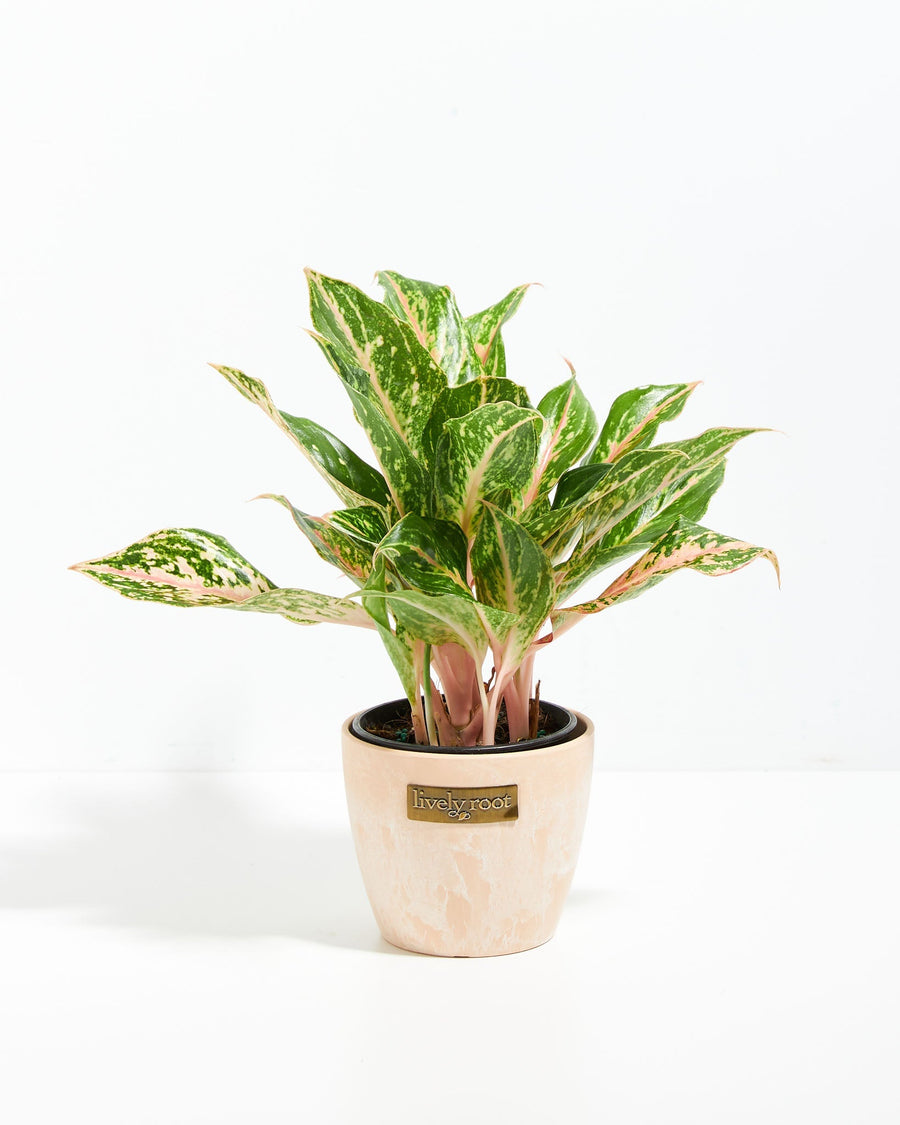 Chinese Evergreen | Indoor Plants | Lively Root