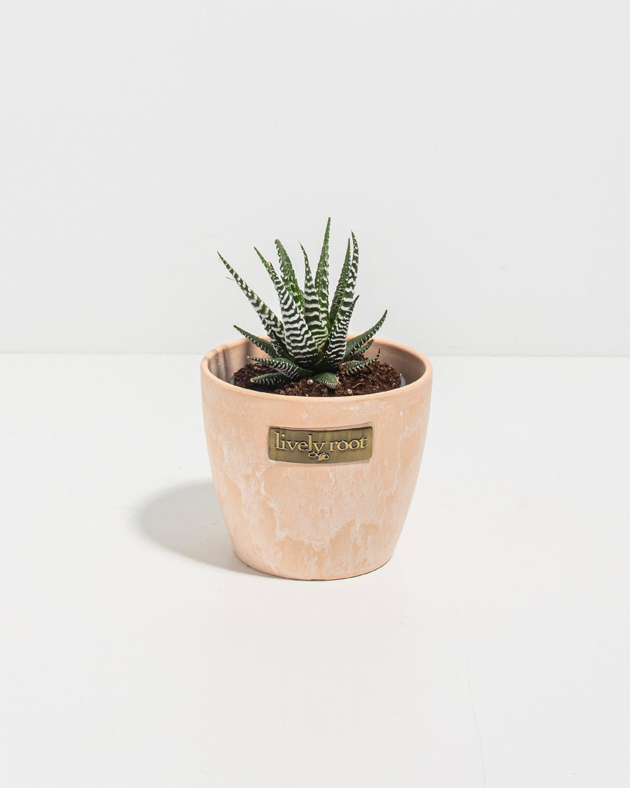 Buy Zebra Haworthia: Easy-Care Succulent with Bold Stripes