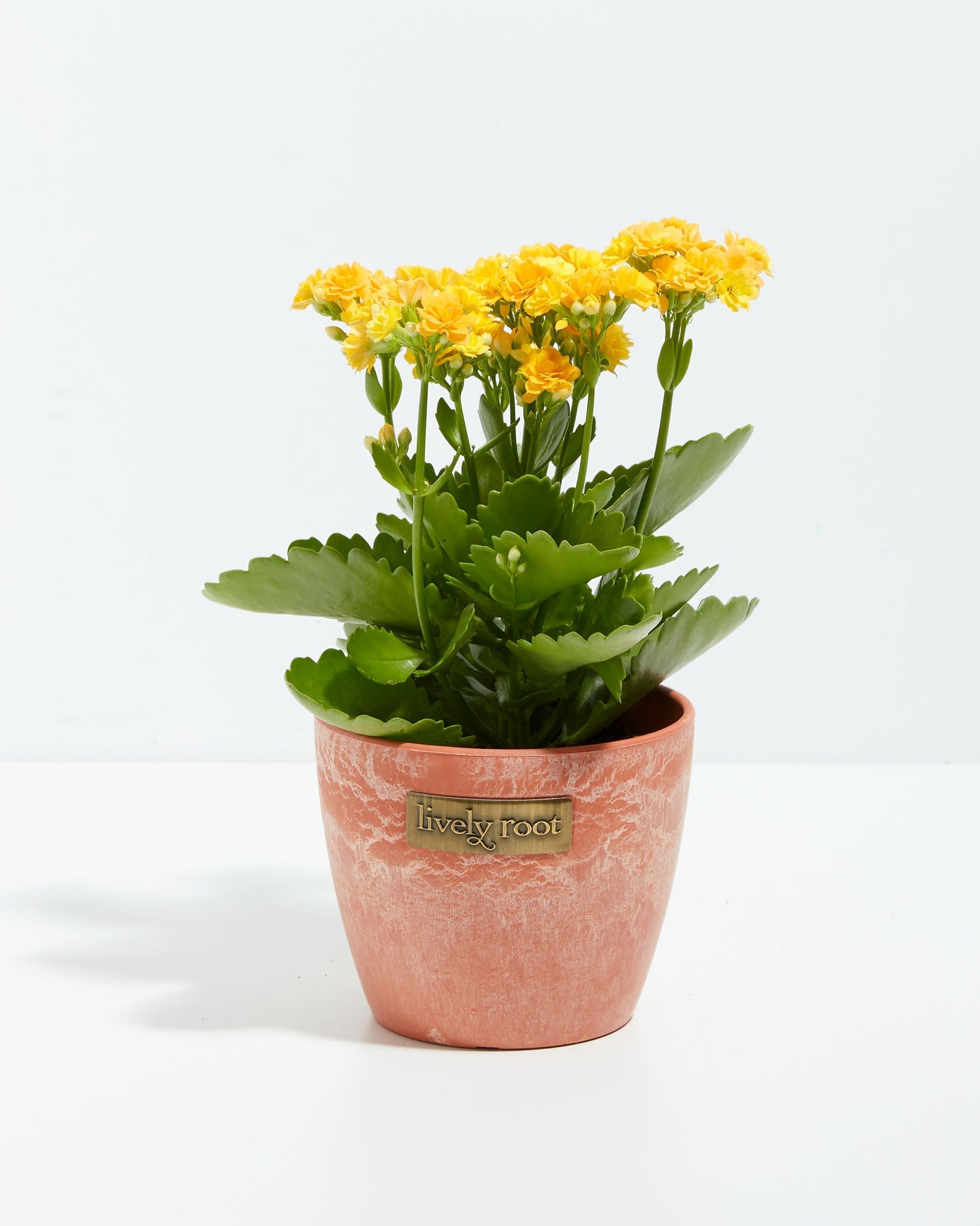 Calandiva Plant For Sale, Including Care Guide | Lively Root