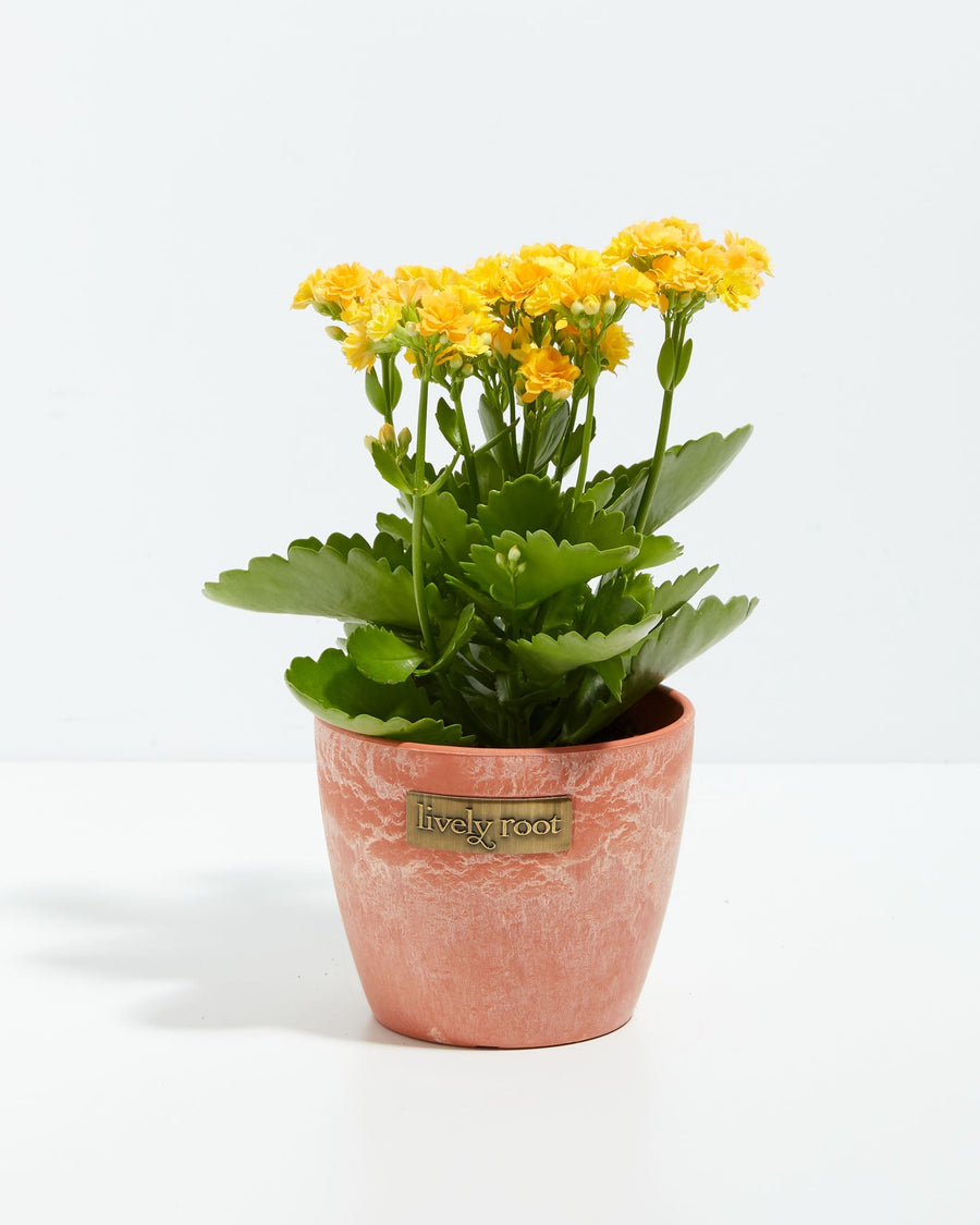 Calandiva Plant For Sale, Including Care Guide | Lively Root