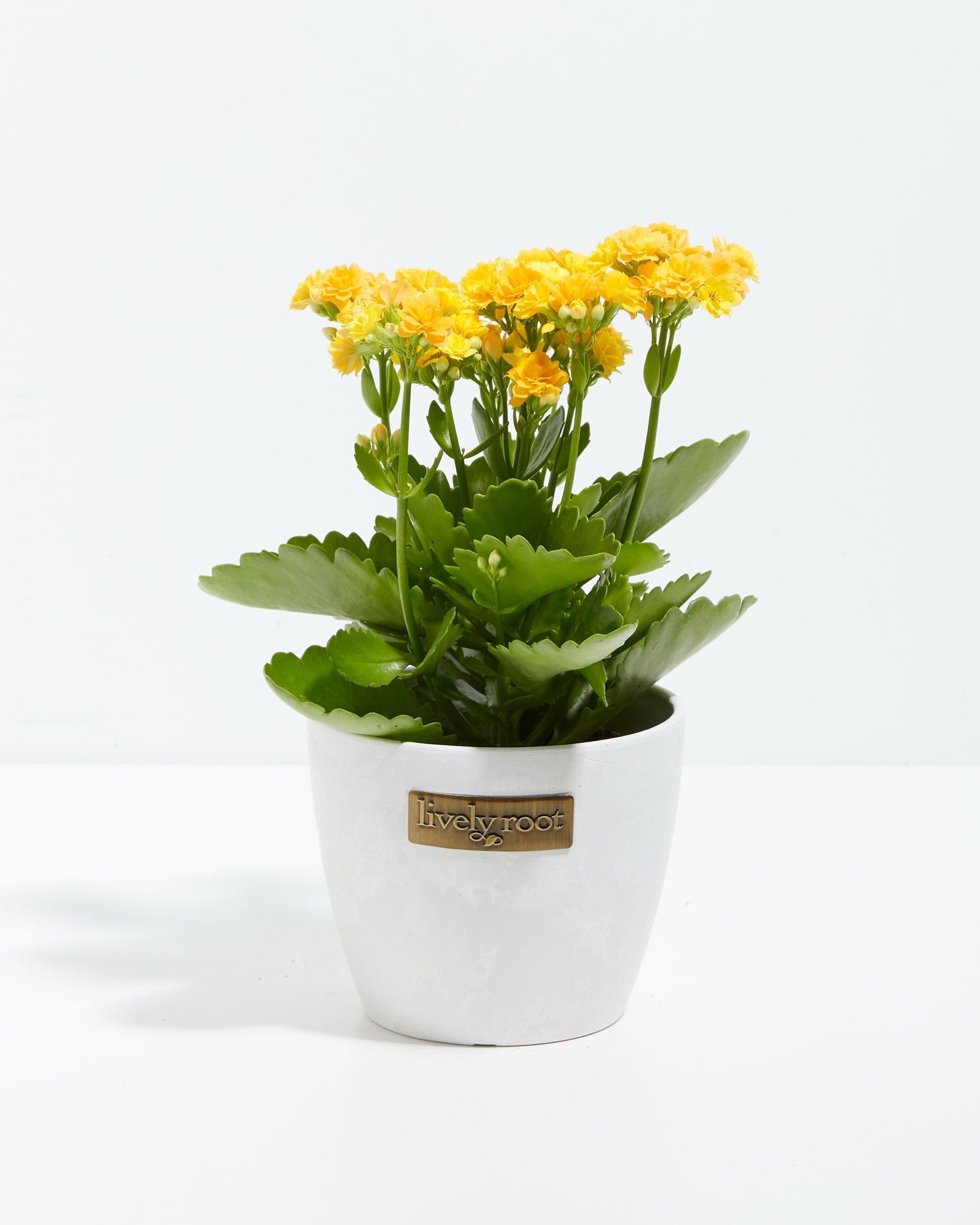 Calandiva Plant For Sale, Including Care Guide | Lively Root