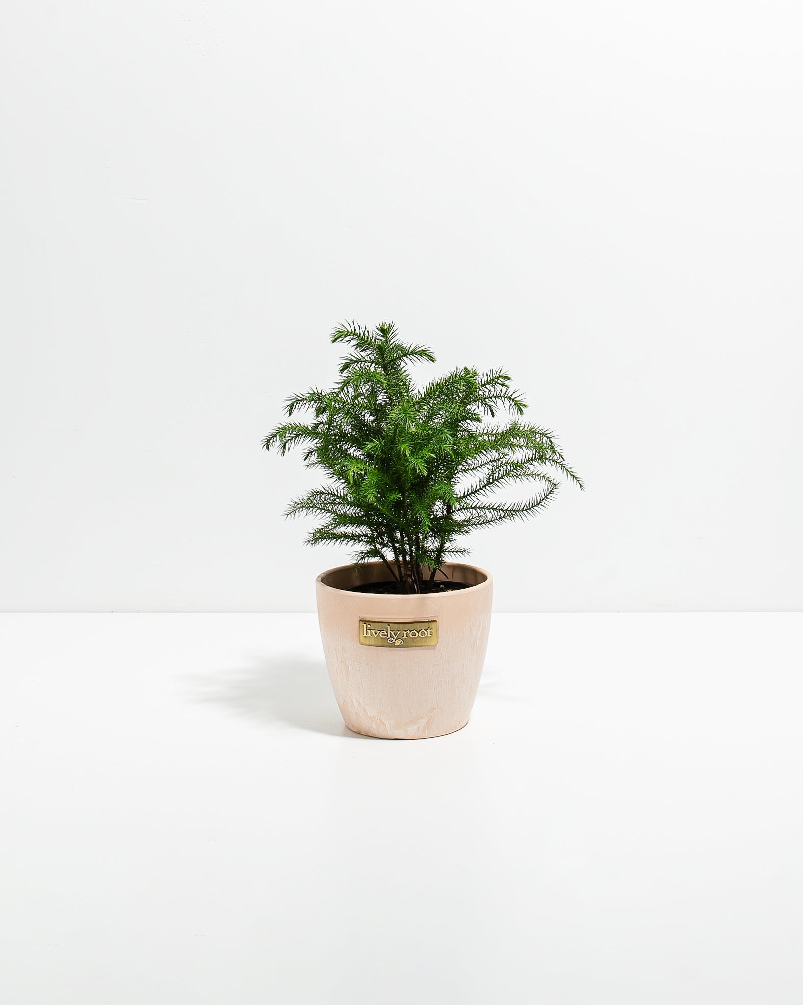 Norfolk Island Pine | Christmas Tree | Holiday Plant