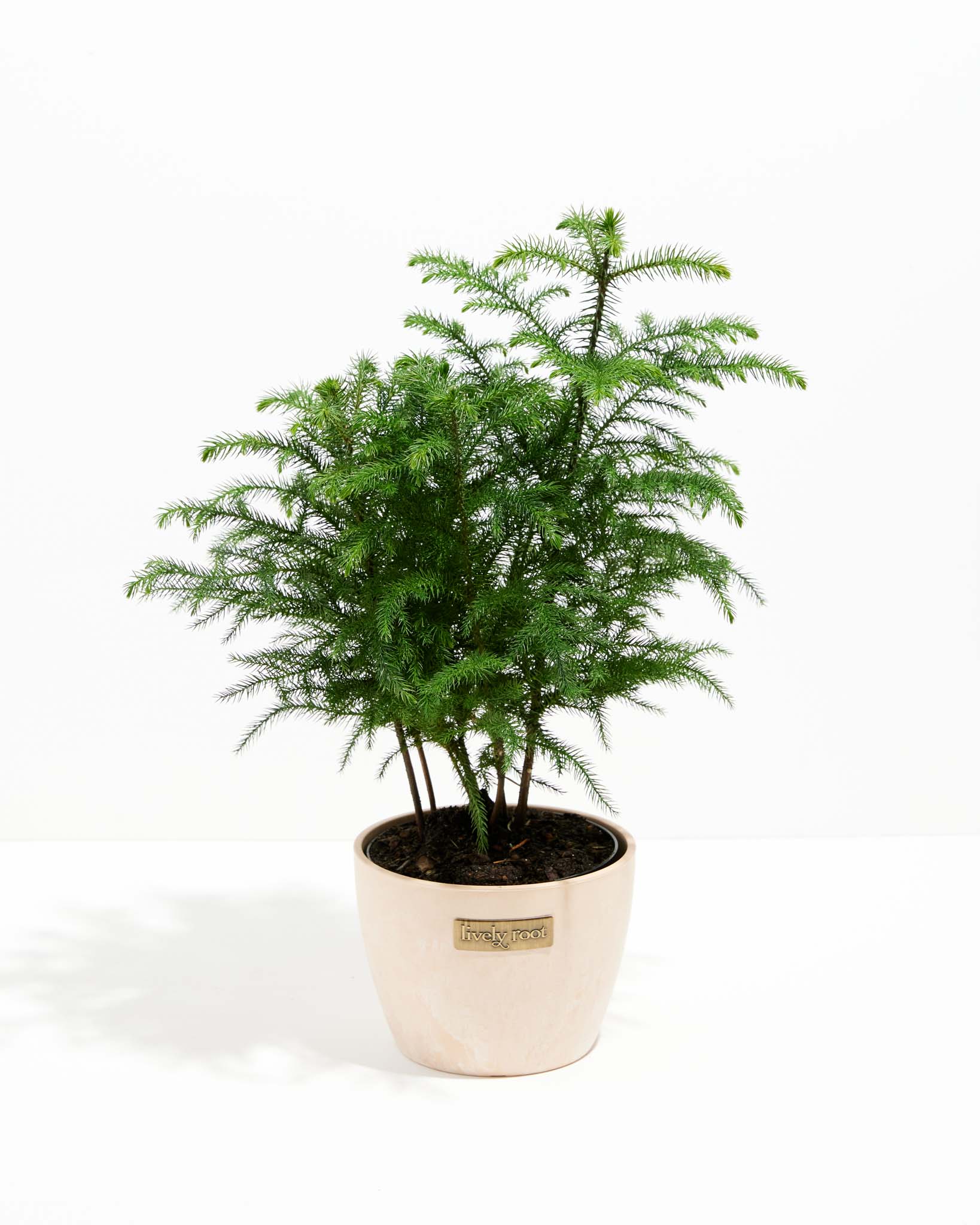 Norfolk Island Pine | Christmas Tree | Holiday Plant